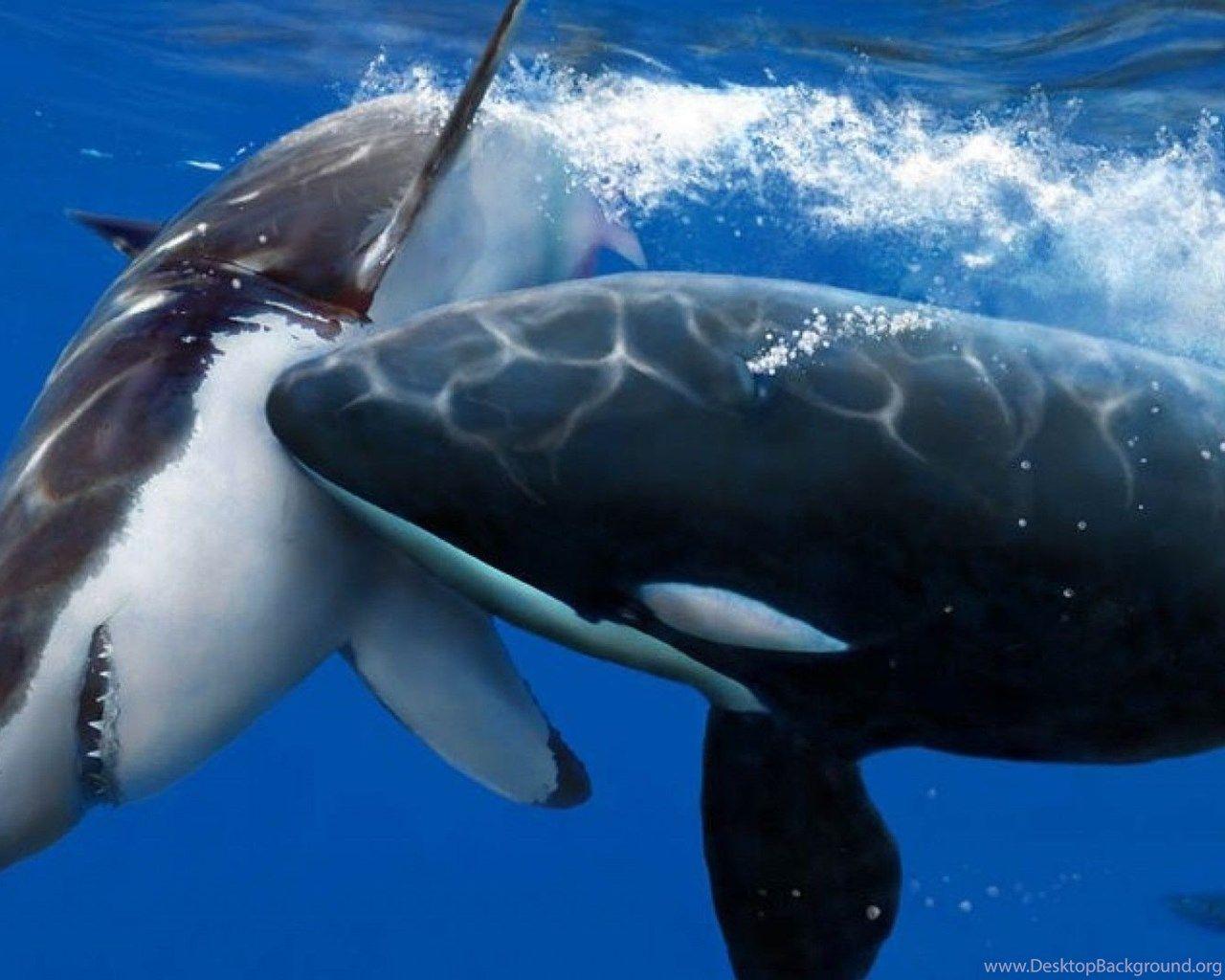 Orca Whale Wallpapers - Top Free Orca Whale Backgrounds - WallpaperAccess