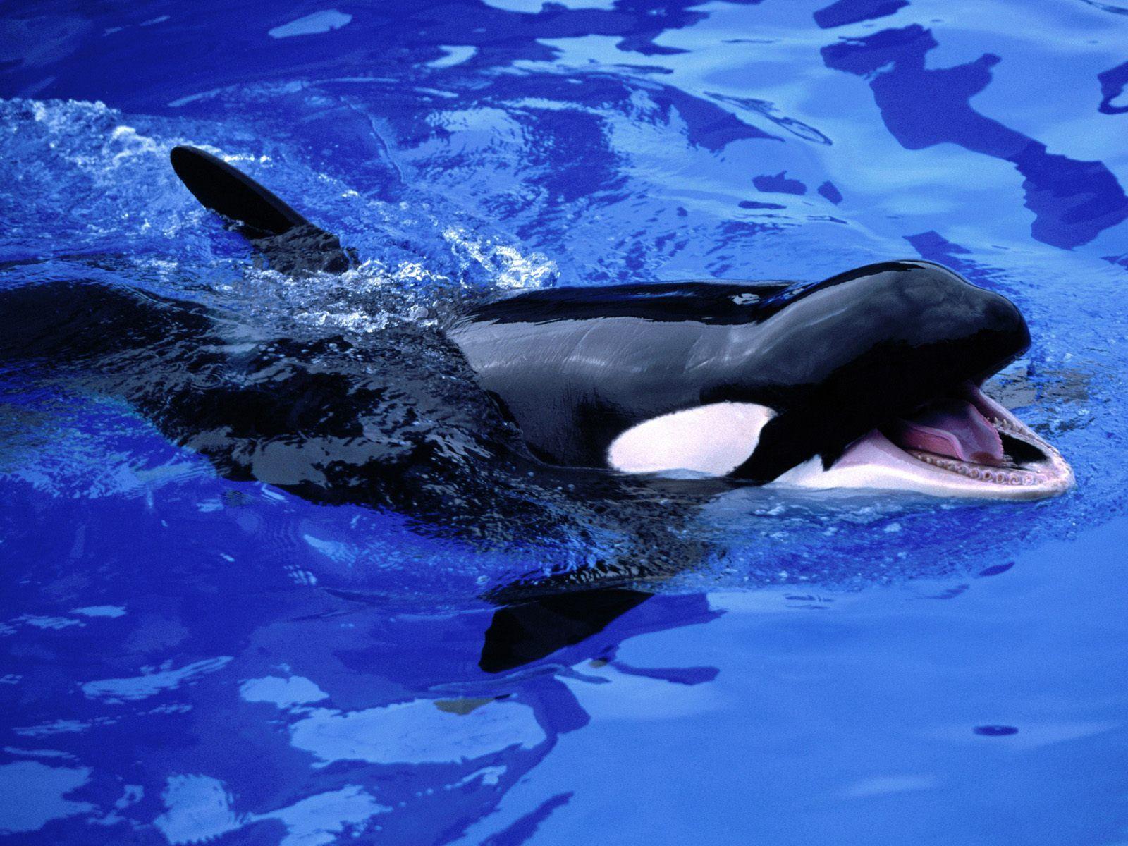 Orca Whale Wallpapers - Top Free Orca Whale Backgrounds - WallpaperAccess