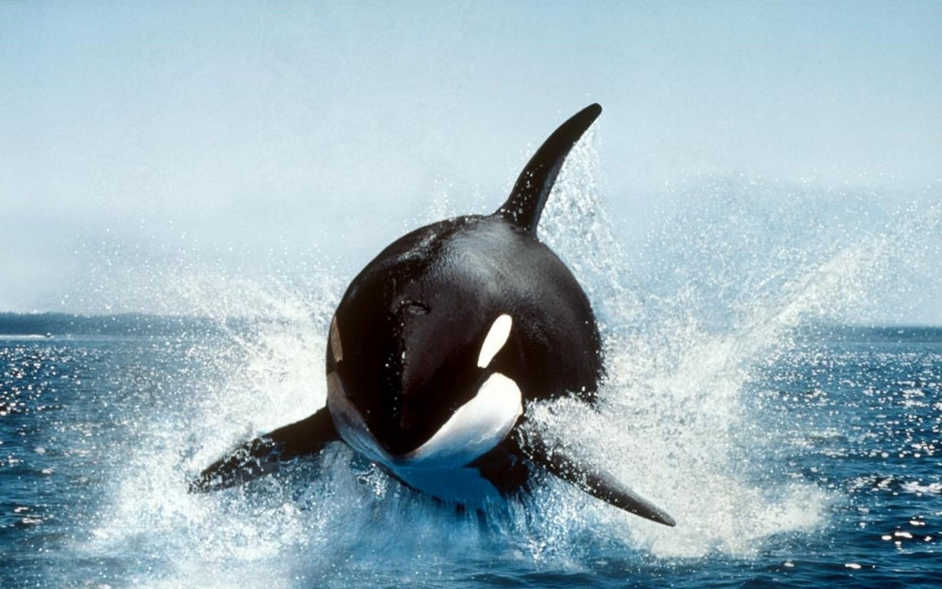 Orca Whale Wallpapers - Top Free Orca Whale Backgrounds - WallpaperAccess