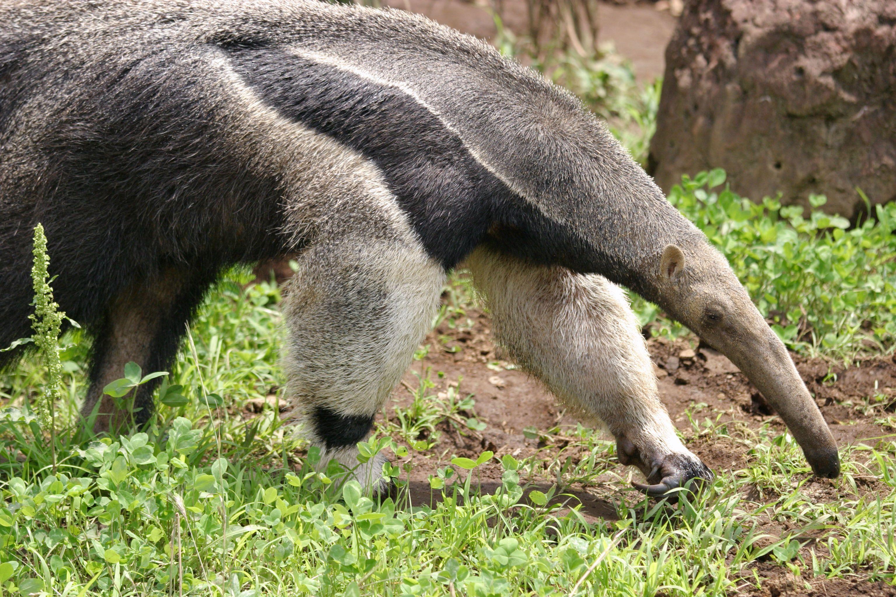 Anteater Wallpapers - Top Free Anteater Backgrounds - WallpaperAccess