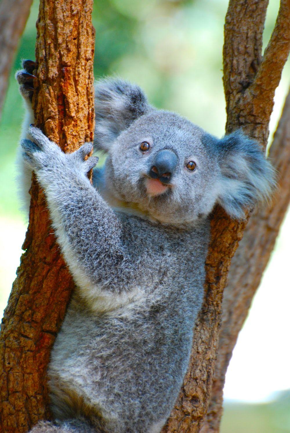 Cute Baby Koala Wallpapers - Top Free Cute Baby Koala Backgrounds ...
