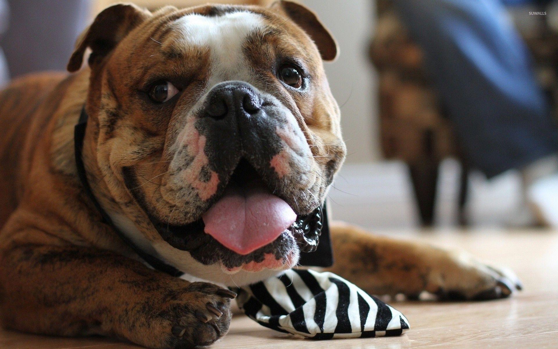 English Bulldog Wallpapers - Top Free English Bulldog Backgrounds ...