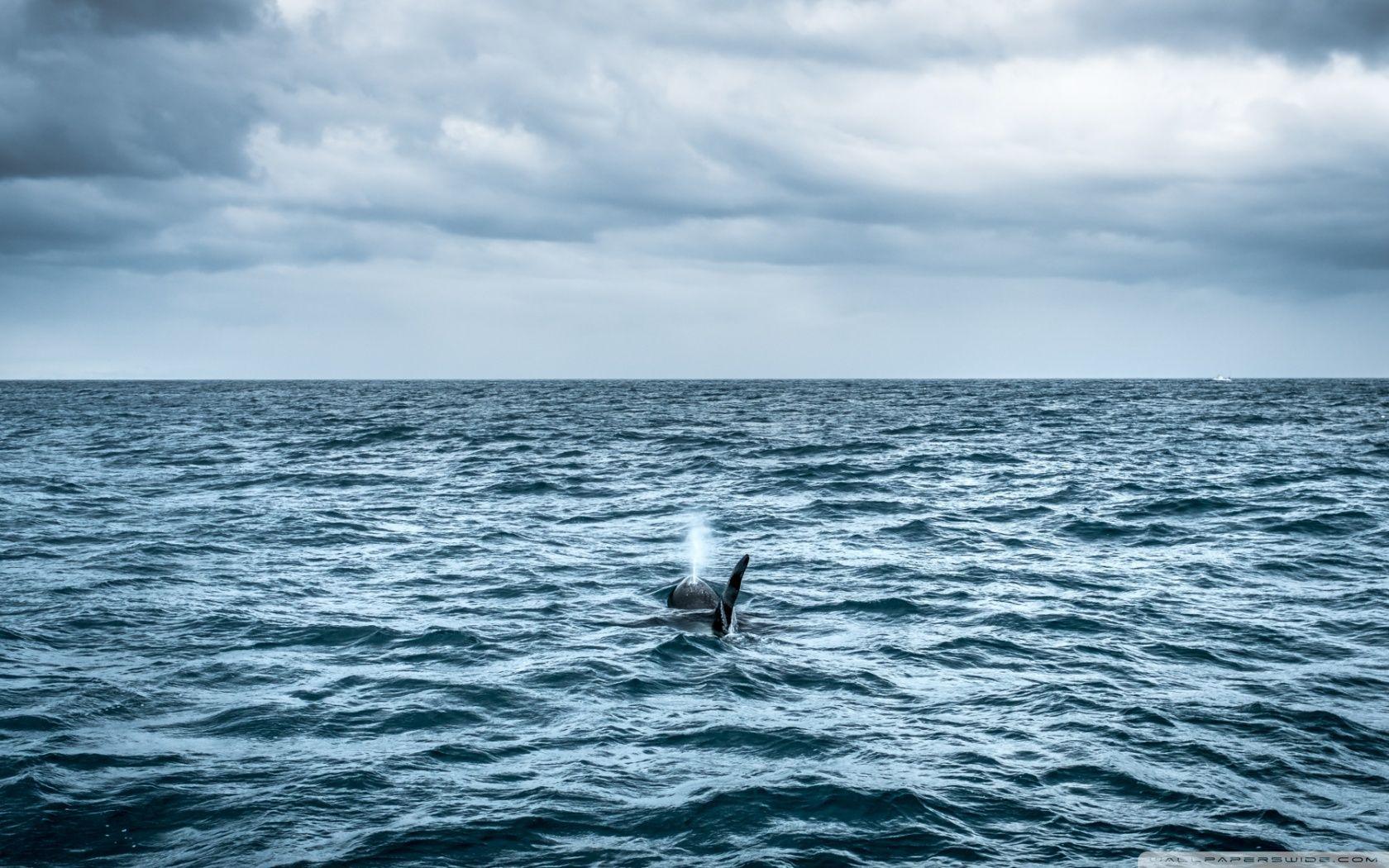 Orca Whale Wallpapers - Top Free Orca Whale Backgrounds - WallpaperAccess