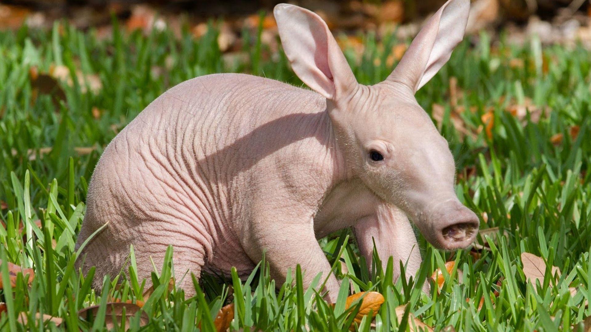 Anteater Wallpapers - Top Free Anteater Backgrounds - WallpaperAccess