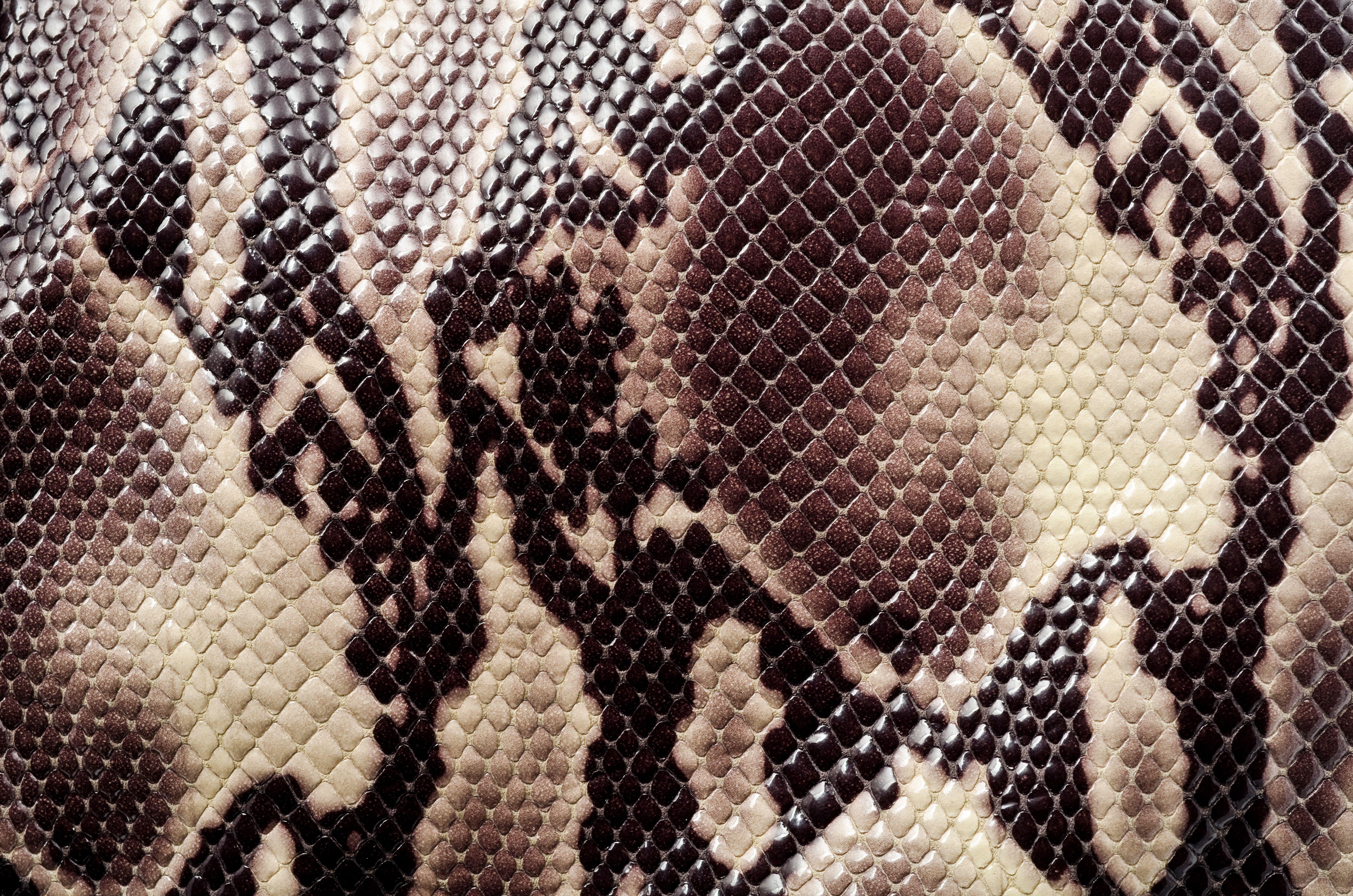Snake Skin Wallpapers - Top Free Snake Skin Backgrounds - WallpaperAccess