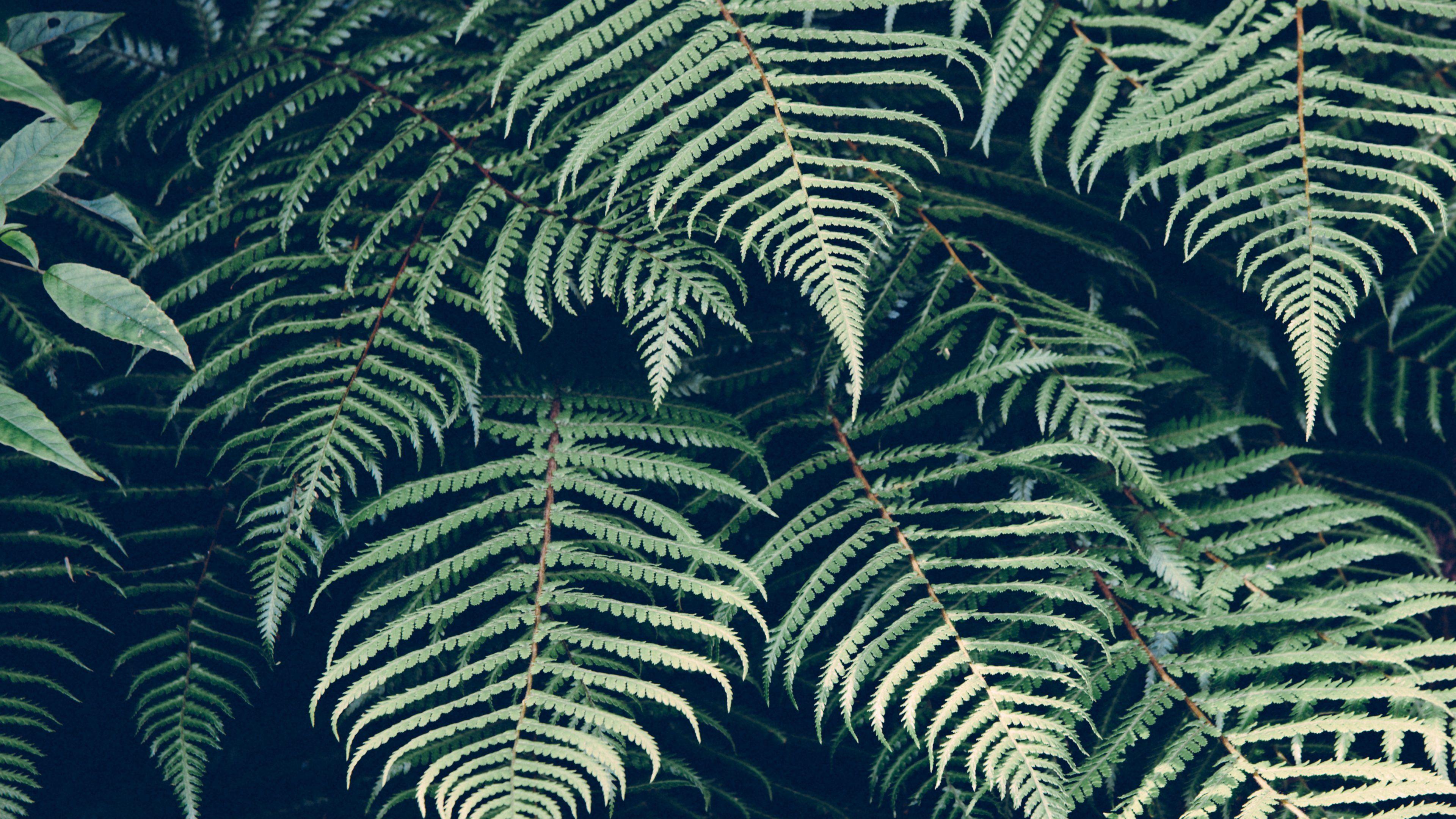 Plant Computer Wallpapers - Top Free Plant Computer Backgrounds ...