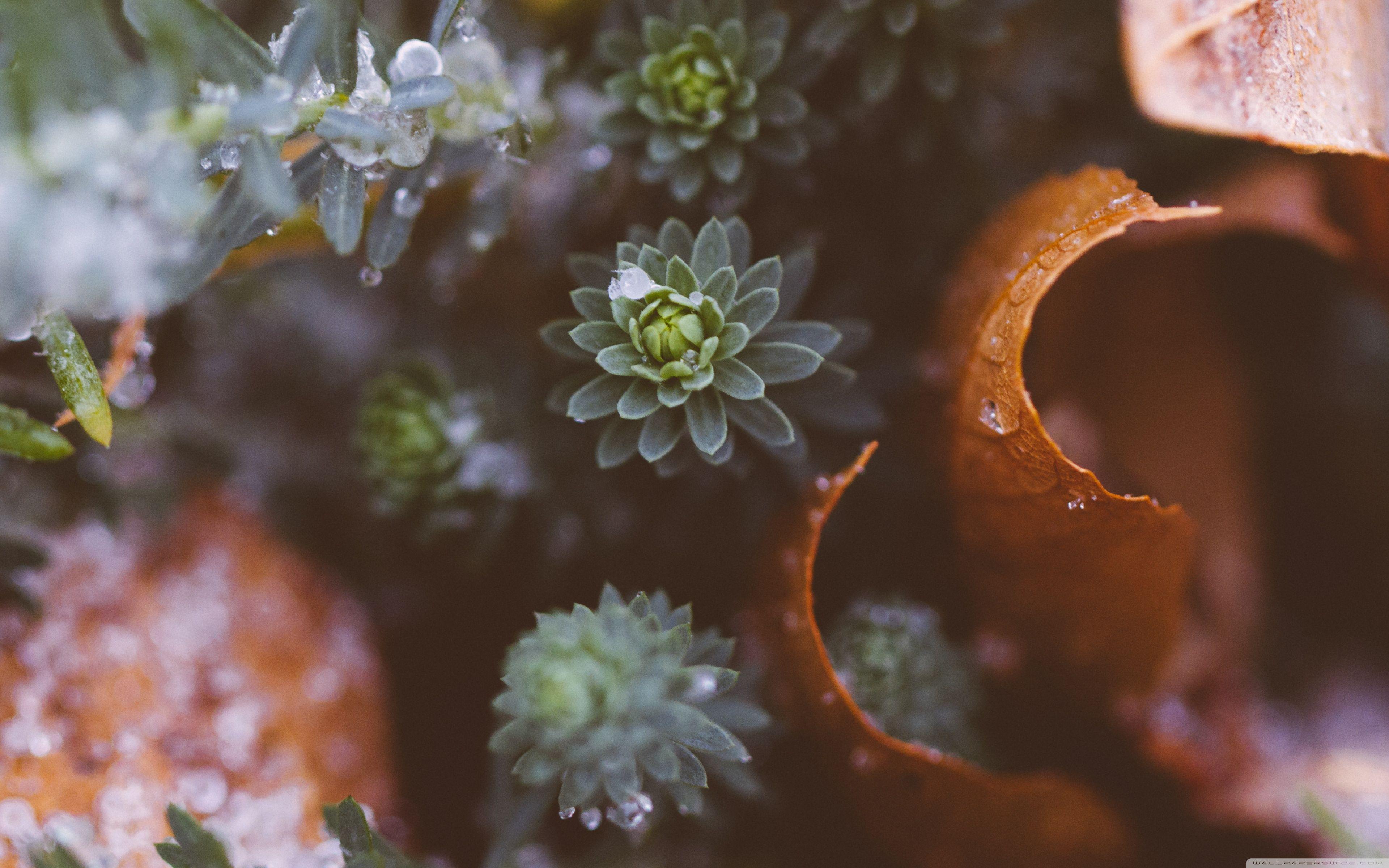 Plant Computer Wallpapers - Top Free Plant Computer Backgrounds ...