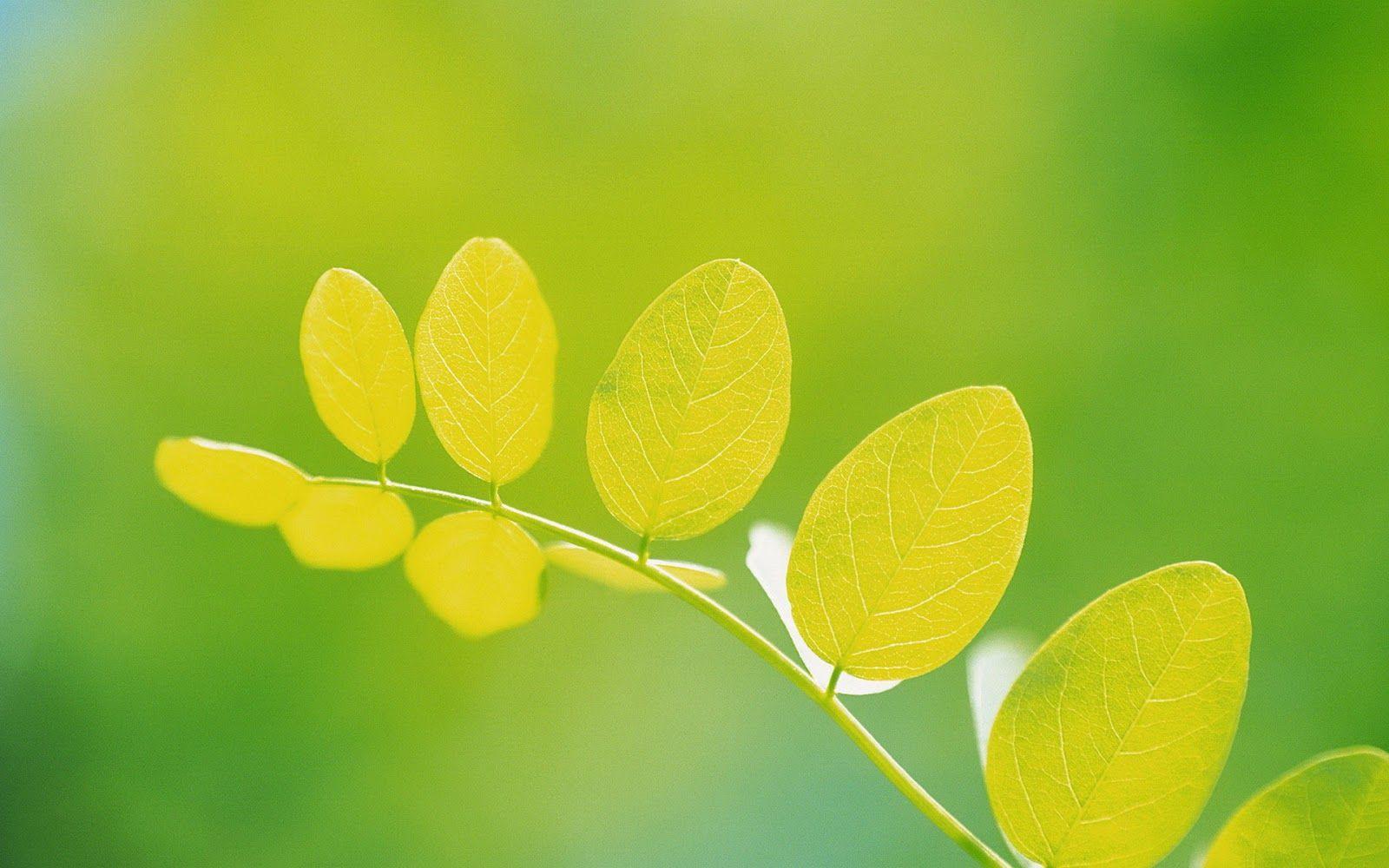 Plant Computer Wallpapers - Top Free Plant Computer Backgrounds ...