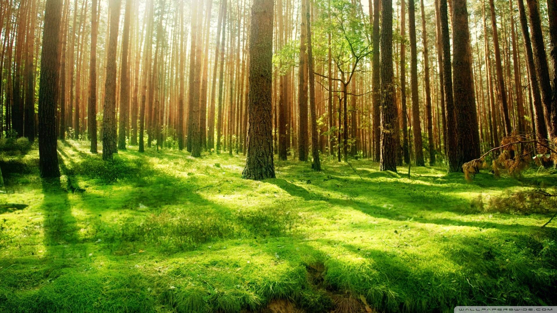 Magical Forest Wallpapers - Top Free Magical Forest Backgrounds ...