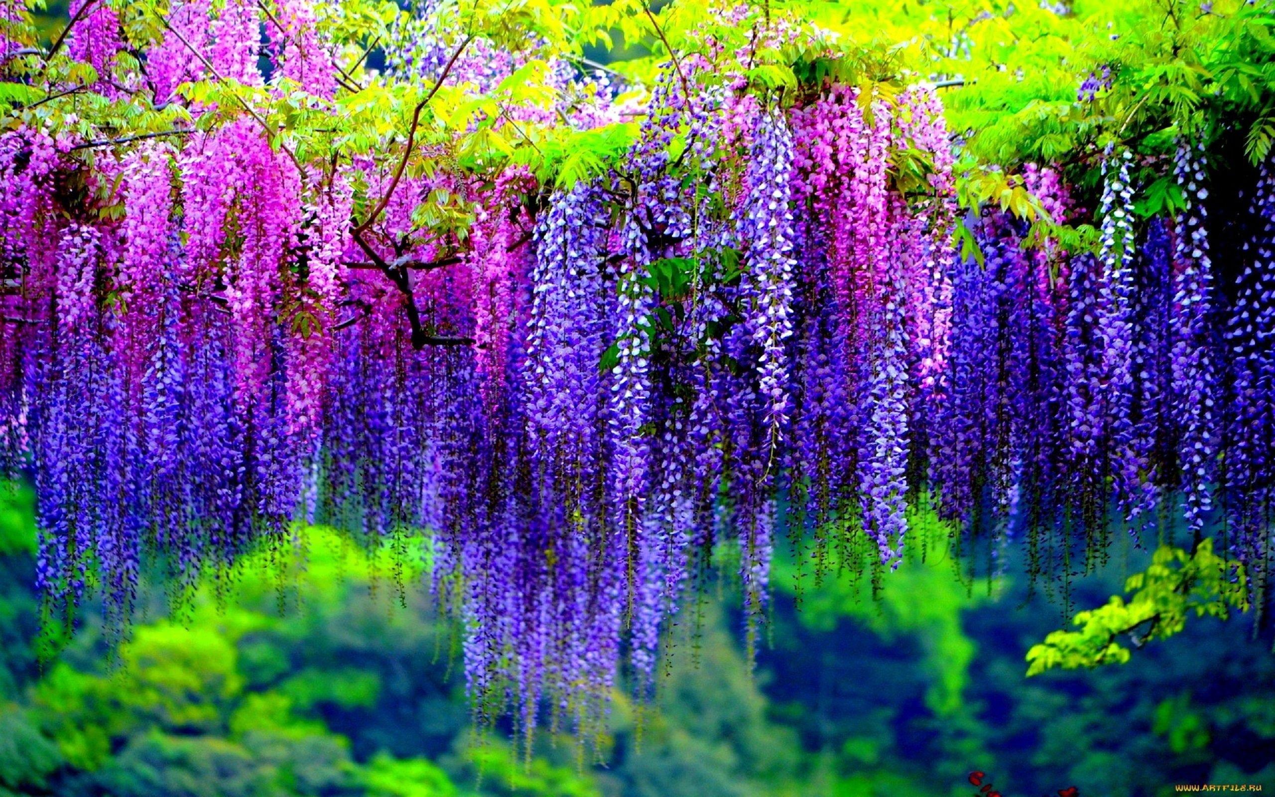 Wisteria Tree Wallpapers Top Free Wisteria Tree Backgrounds