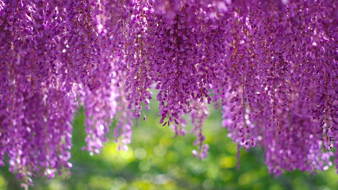 Wisteria Tree Wallpapers - Top Free Wisteria Tree Backgrounds ...