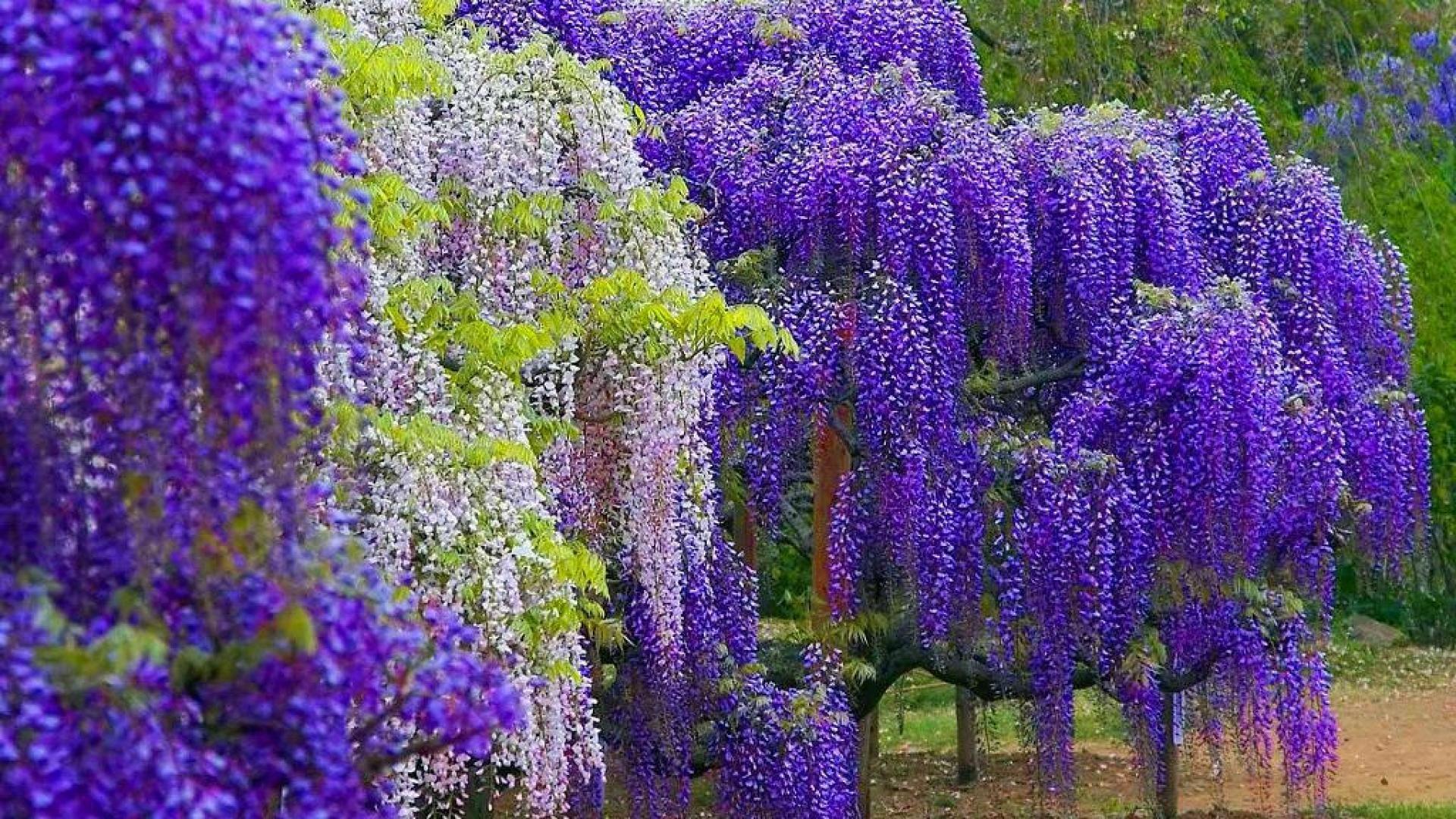 Wisteria Tree Wallpapers - Top Free Wisteria Tree Backgrounds ...