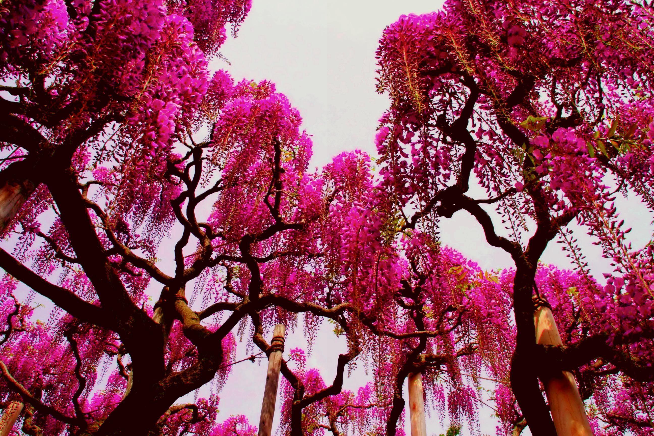Wisteria Tree Wallpapers - Top Free Wisteria Tree Backgrounds ...