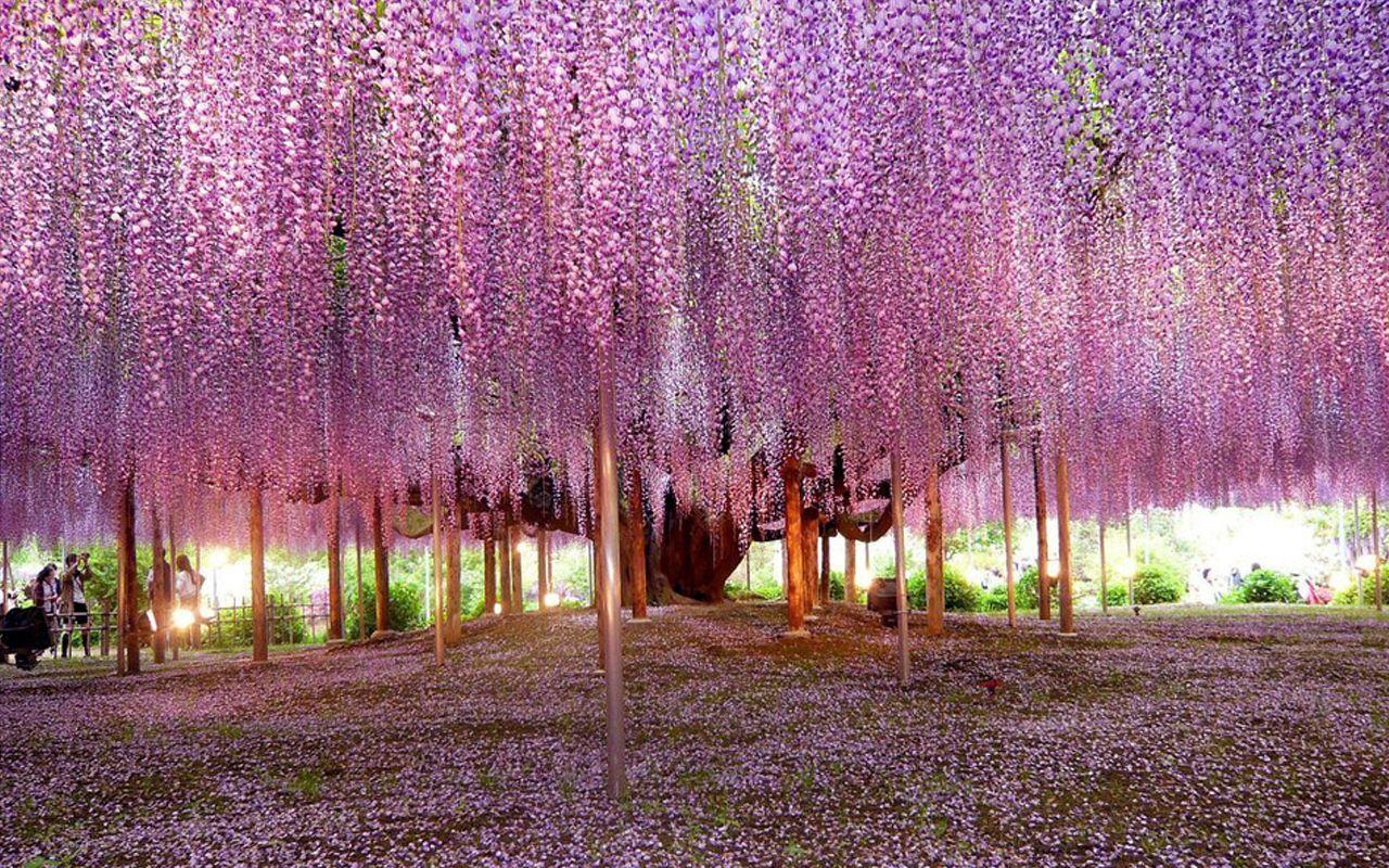 Wisteria Tree Wallpapers - Top Free Wisteria Tree Backgrounds ...