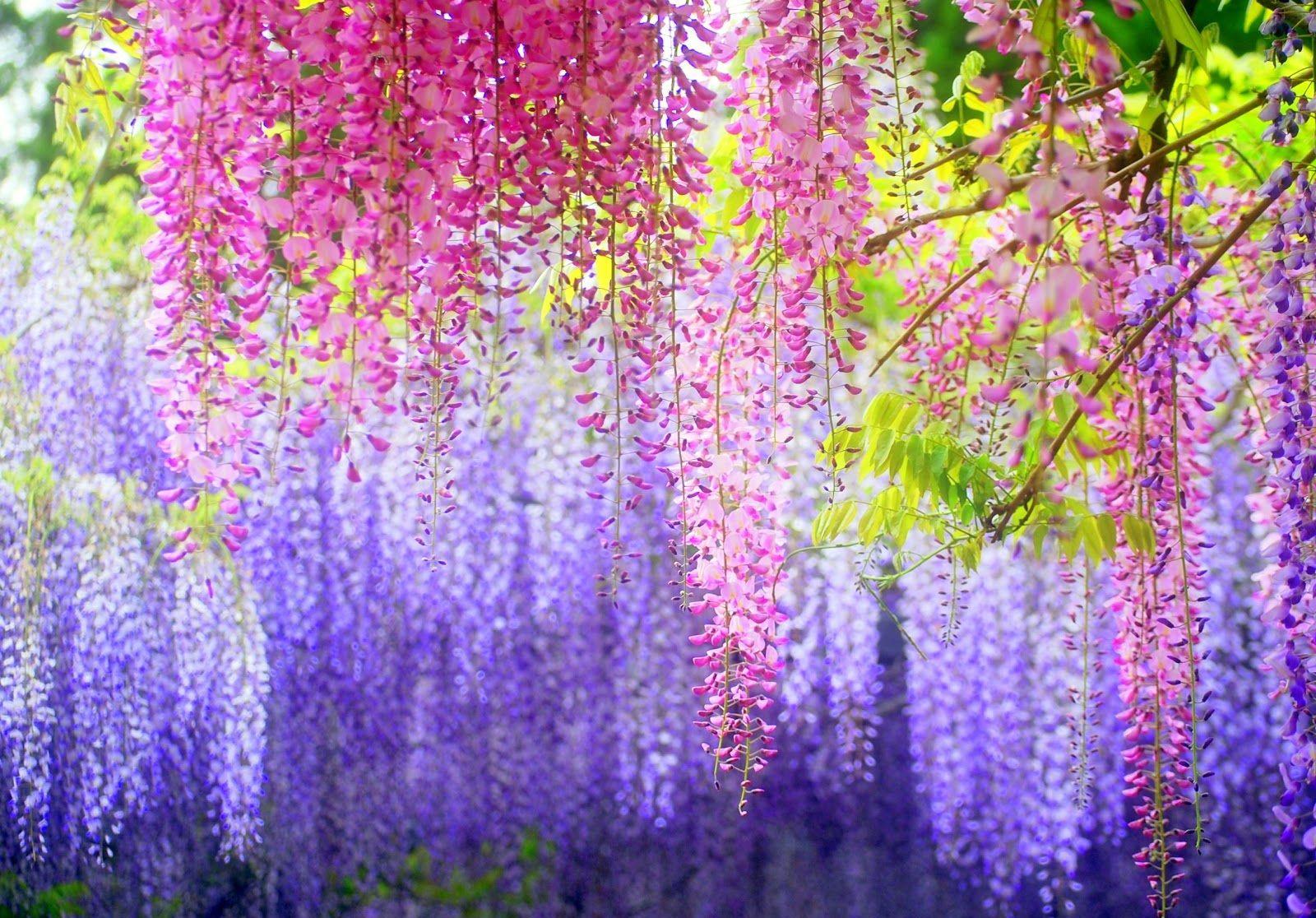 Wisteria Tree Wallpapers - Top Free Wisteria Tree Backgrounds ...