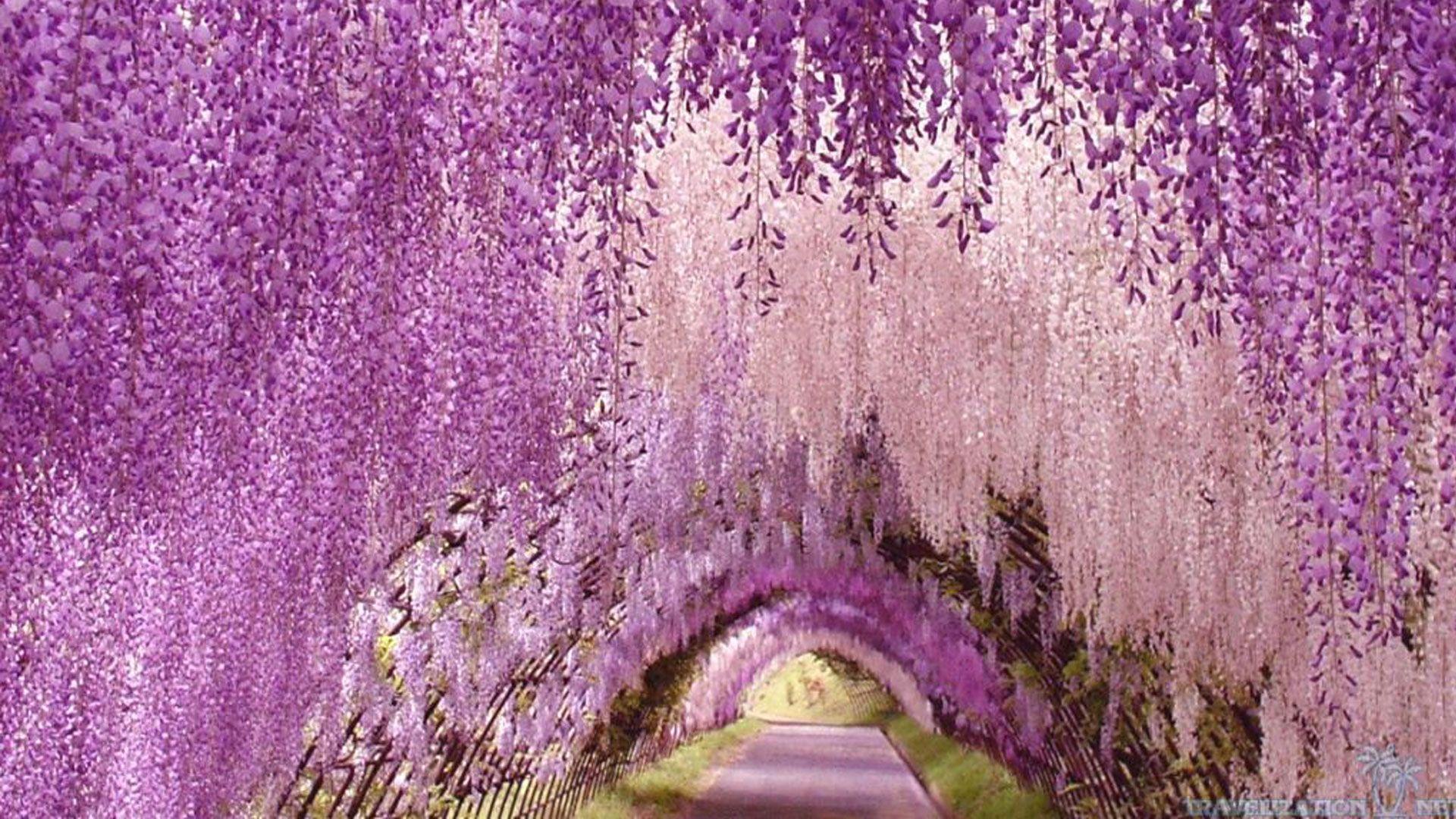Wisteria Tree Wallpapers - Top Free Wisteria Tree Backgrounds ...
