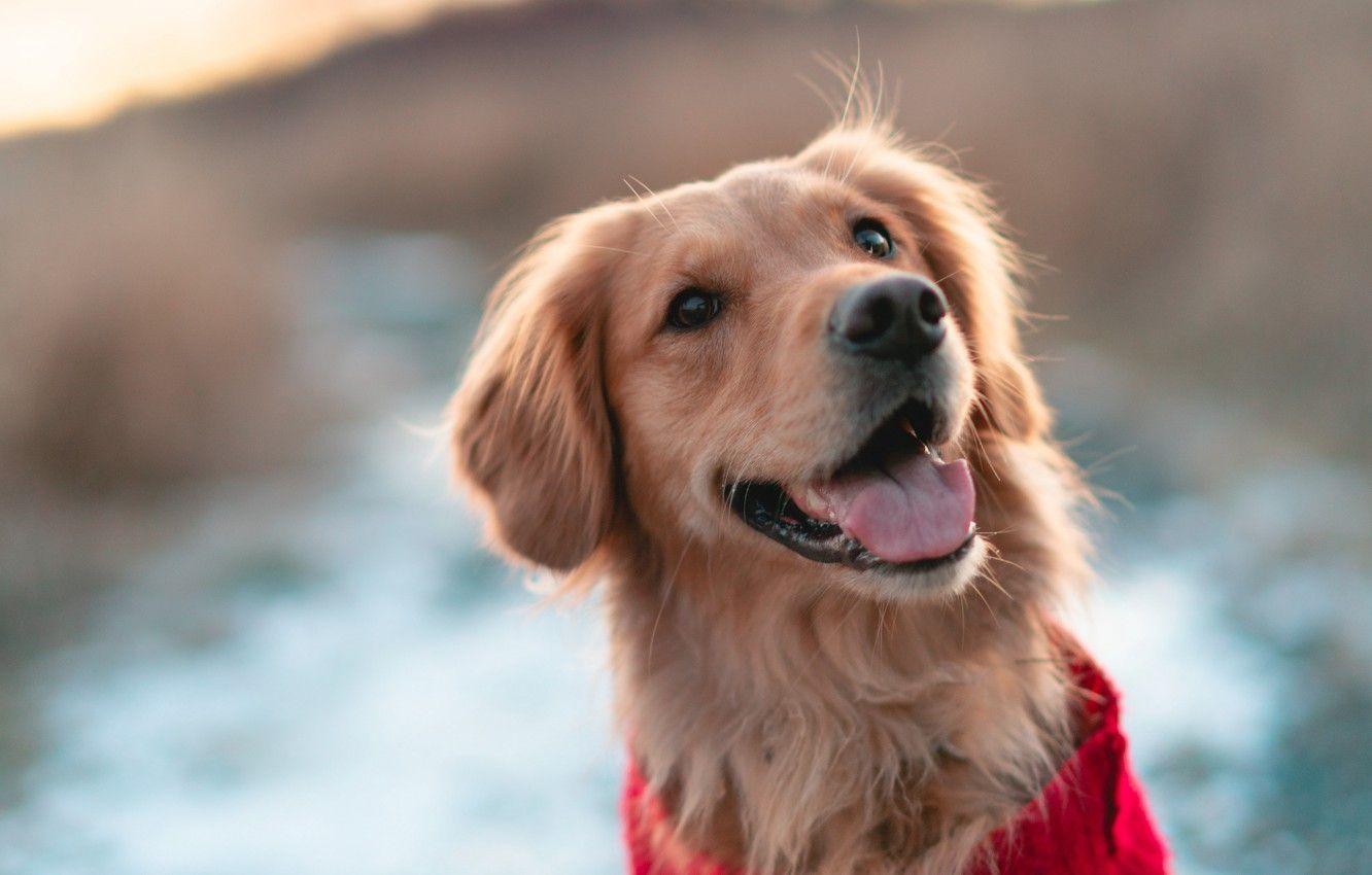 Dog 4K Wallpapers - Top Free Dog 4K Backgrounds - WallpaperAccess