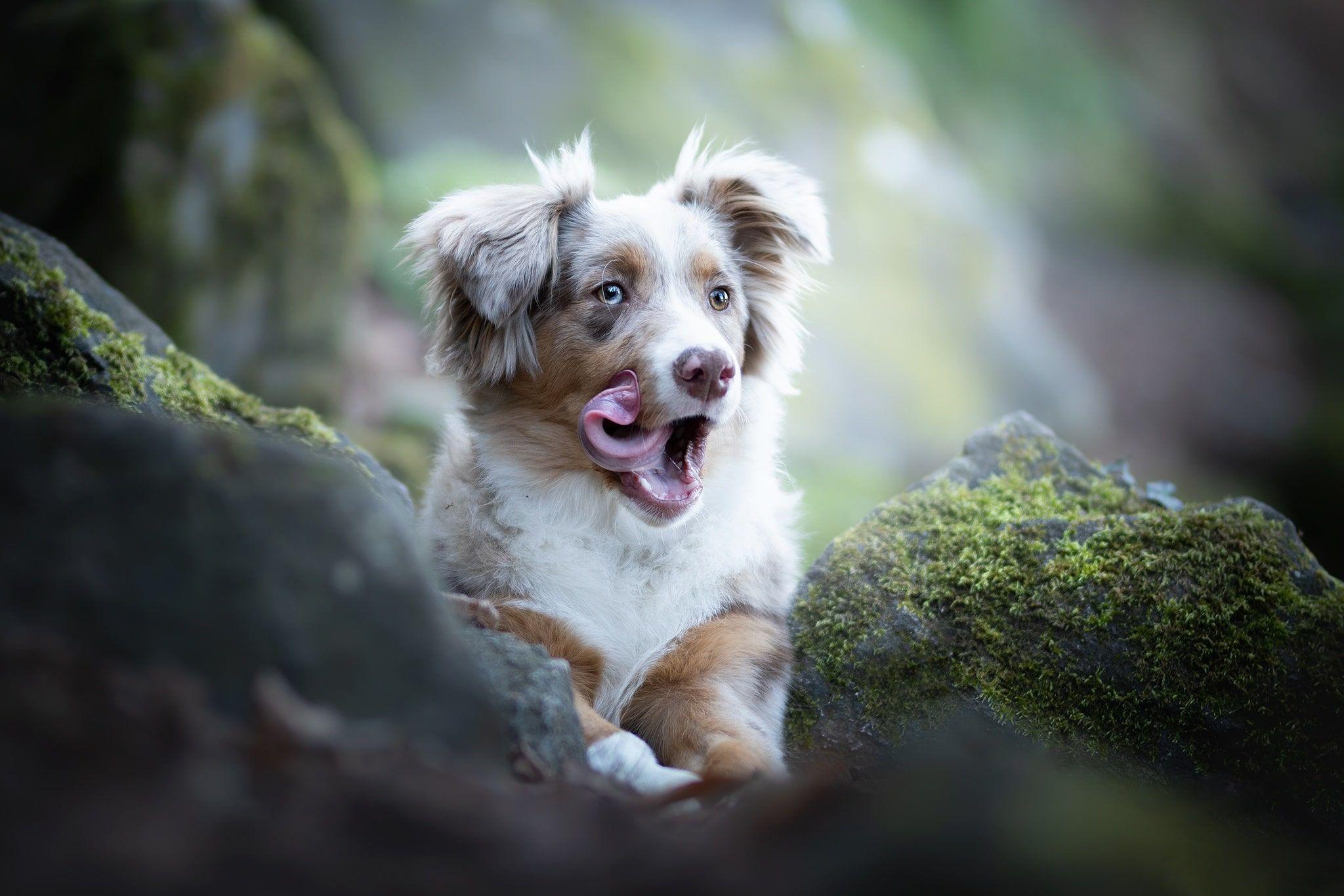 Dog 4K Wallpapers - Top Free Dog 4K Backgrounds - WallpaperAccess