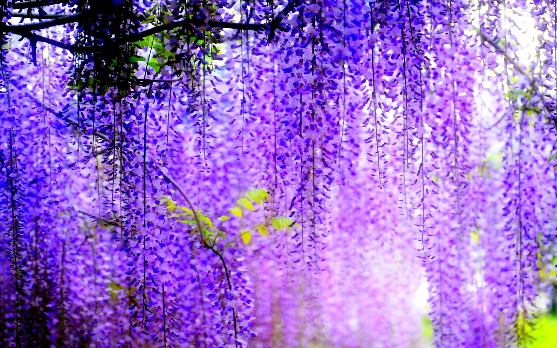 Wisteria Tree Wallpapers - Top Free Wisteria Tree Backgrounds ...