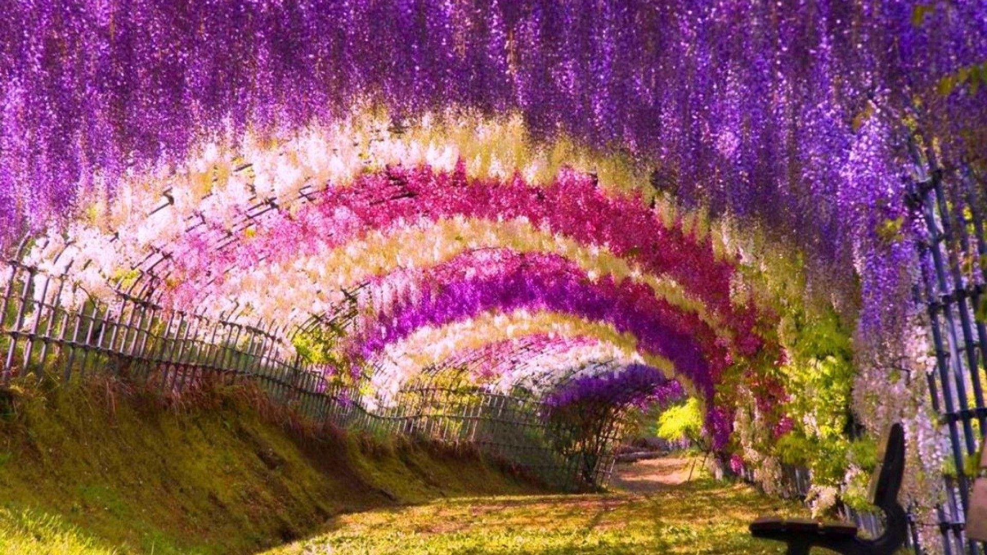 Wisteria Tree Wallpapers - Top Free Wisteria Tree Backgrounds ...