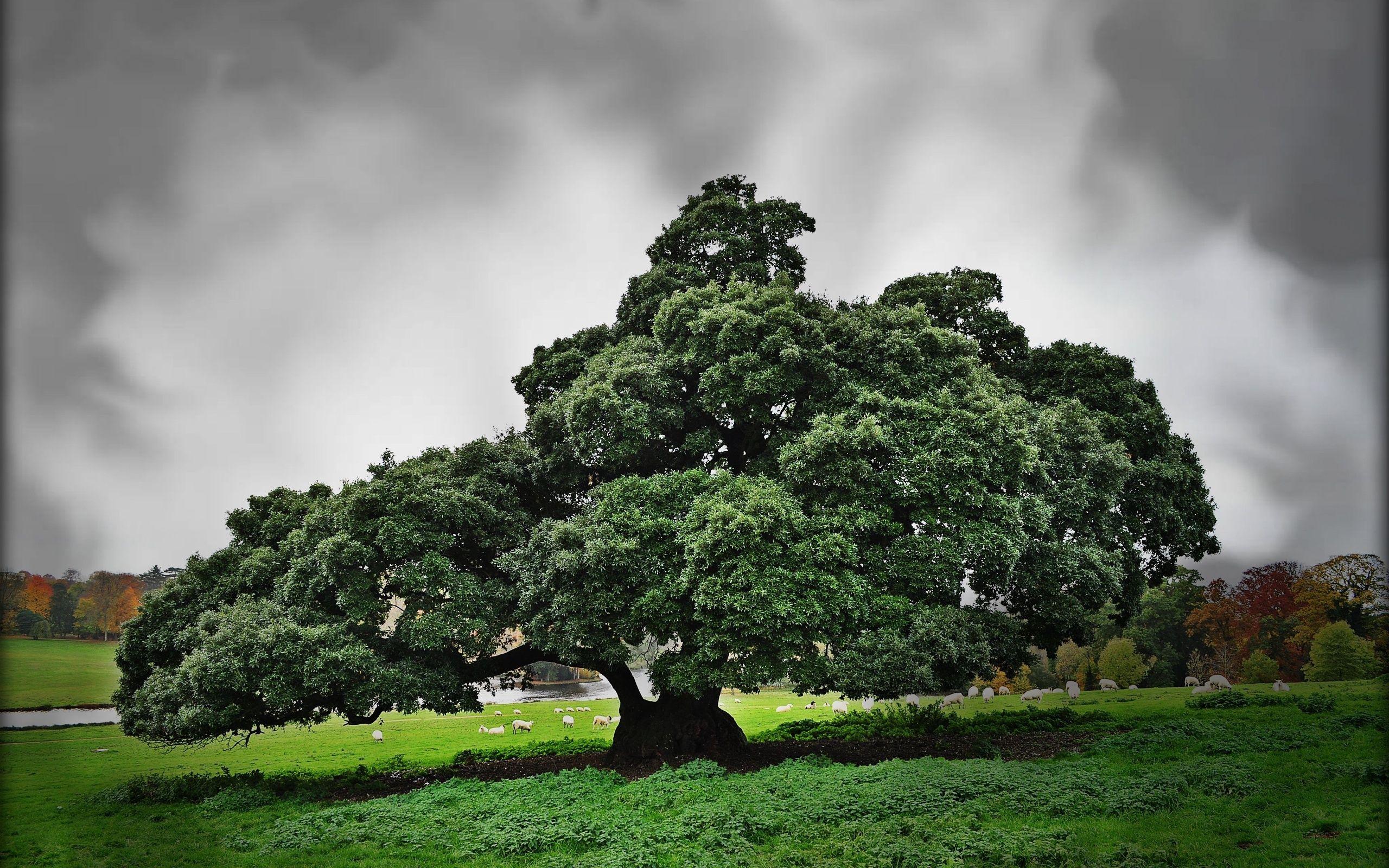 Big Tree Wallpapers - Top Free Big Tree Backgrounds - WallpaperAccess