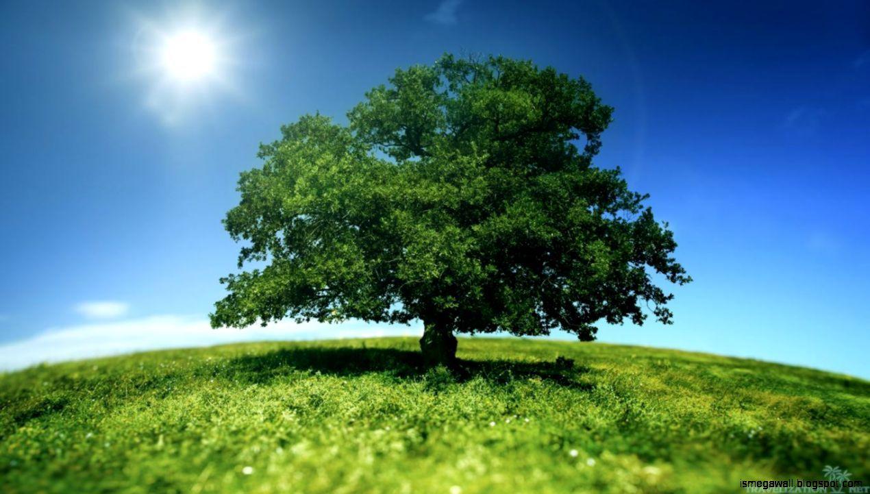 Big Tree Wallpapers - Top Free Big Tree Backgrounds - WallpaperAccess