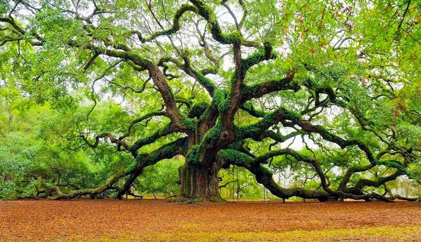 Big Tree Wallpapers - Top Free Big Tree Backgrounds - WallpaperAccess