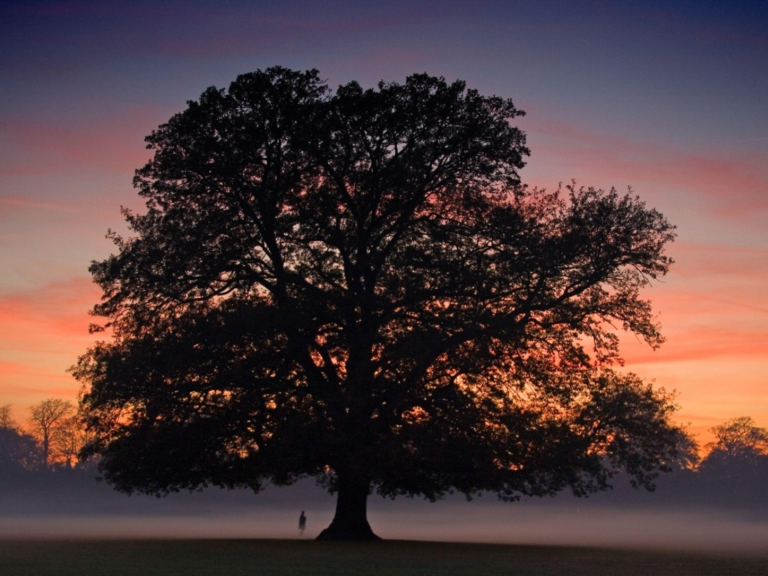 Big Tree Wallpapers - Top Free Big Tree Backgrounds - WallpaperAccess