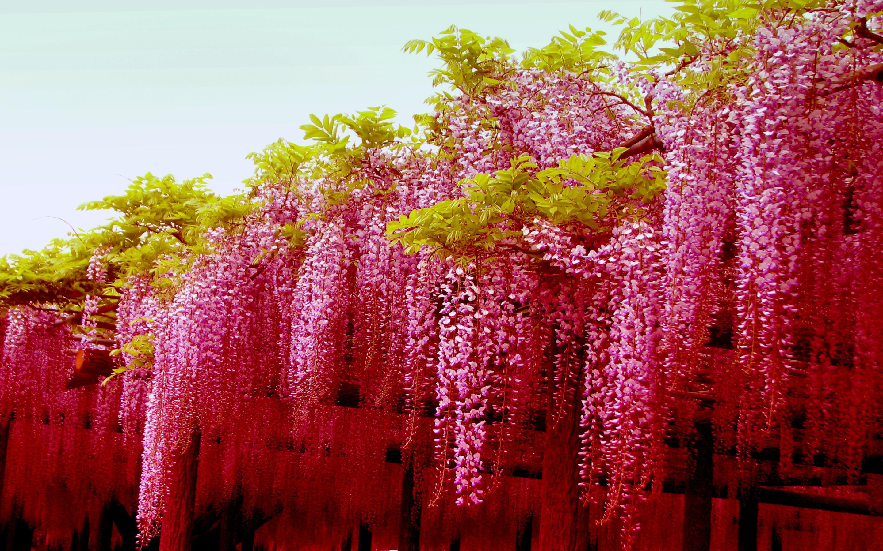 Wisteria Tree Wallpapers - Top Free Wisteria Tree Backgrounds ...