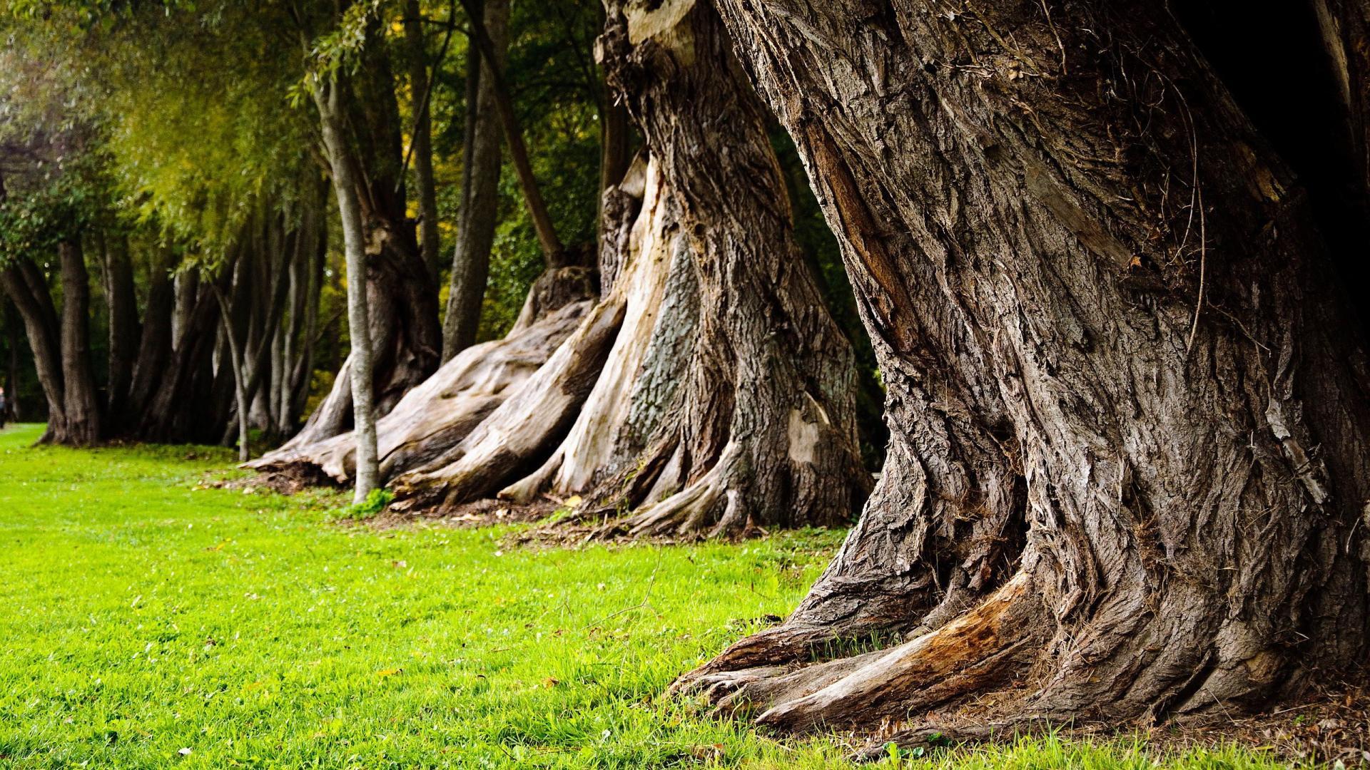 Big Tree Wallpapers - Top Free Big Tree Backgrounds - WallpaperAccess