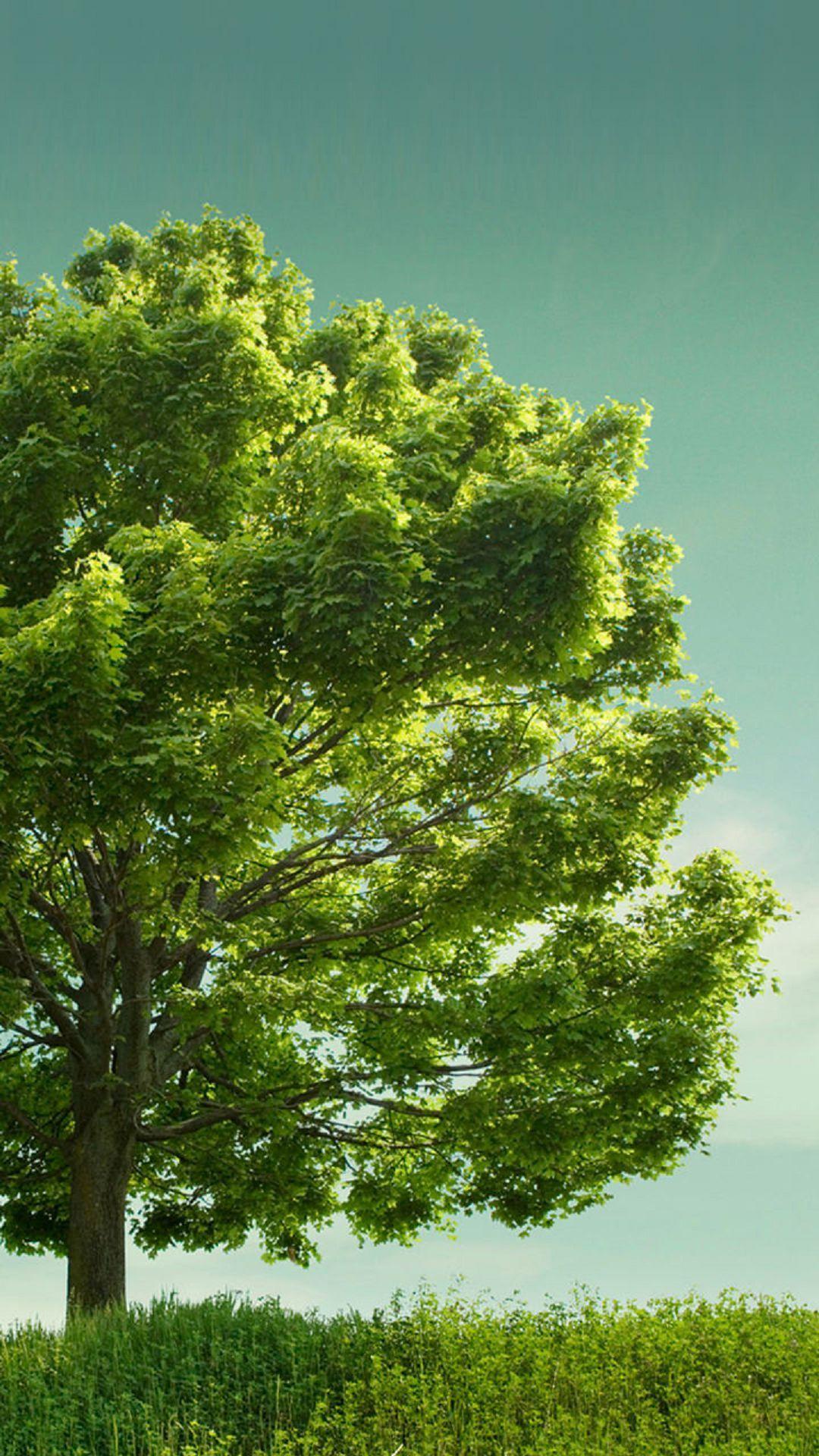 Big Tree Wallpapers - Top Free Big Tree Backgrounds - WallpaperAccess