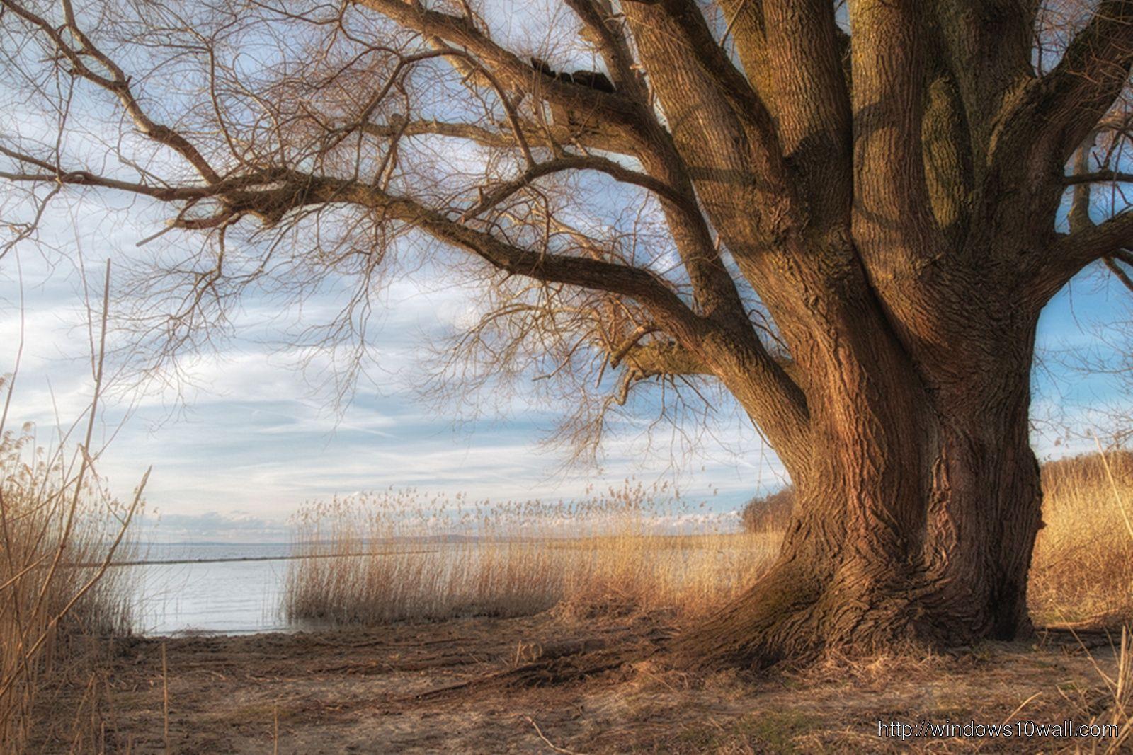 Big Tree Wallpapers - Top Free Big Tree Backgrounds - WallpaperAccess