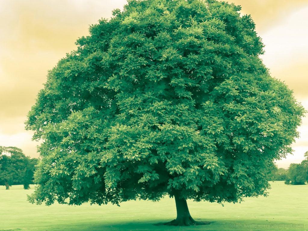 Big Tree Wallpapers - Top Free Big Tree Backgrounds - WallpaperAccess