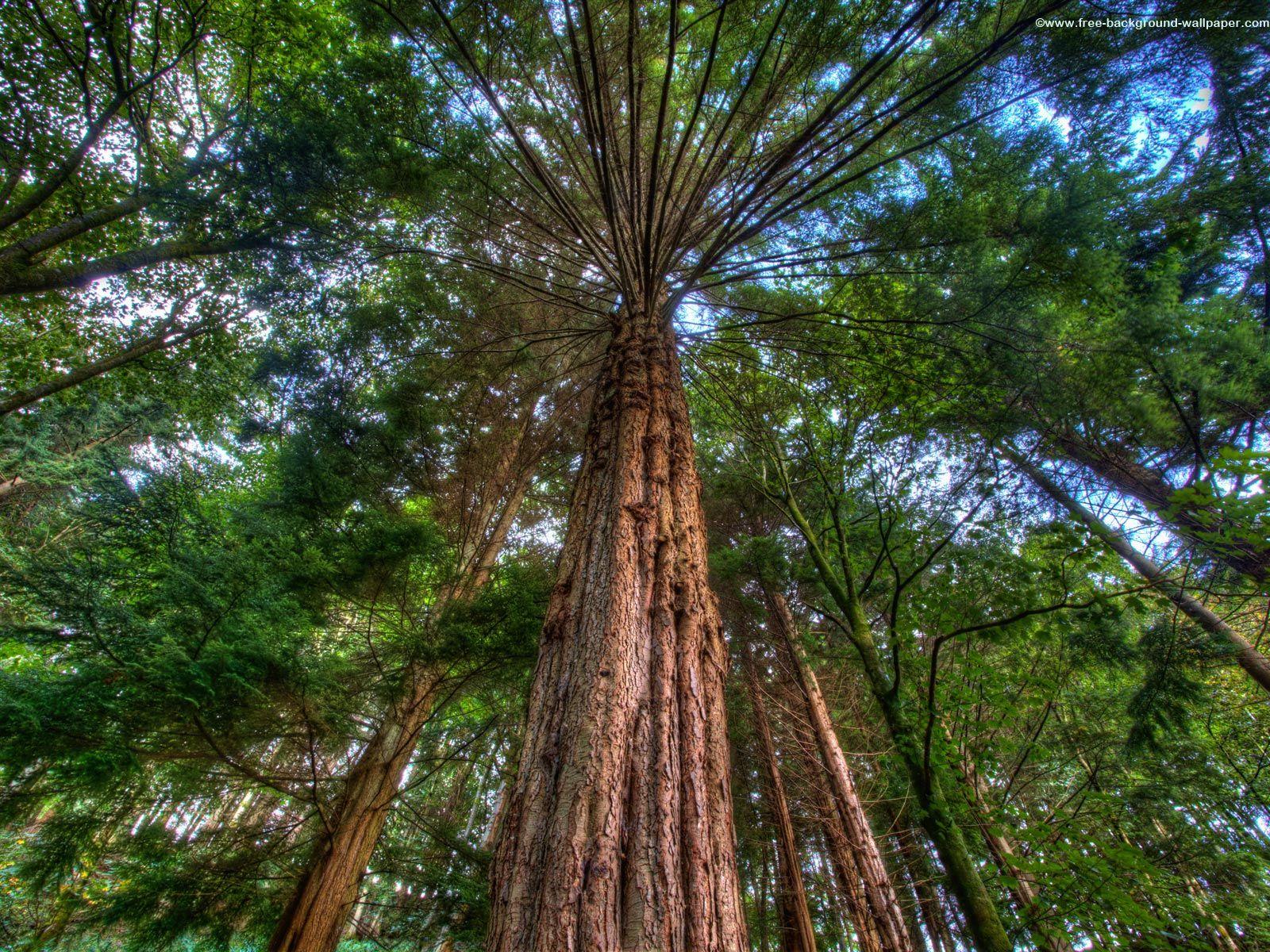 Trees Desktop Wallpapers - Top Free Trees Desktop Backgrounds ...