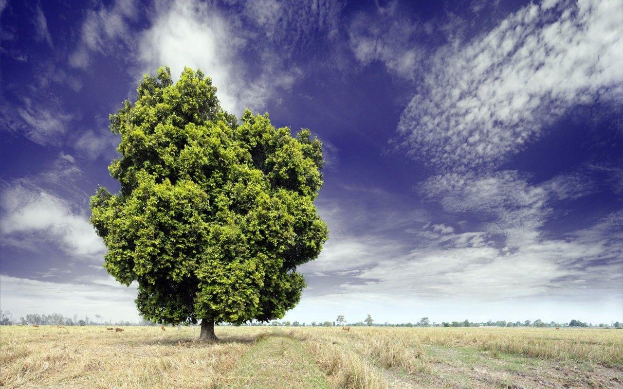 Big Tree Wallpapers - Top Free Big Tree Backgrounds - WallpaperAccess