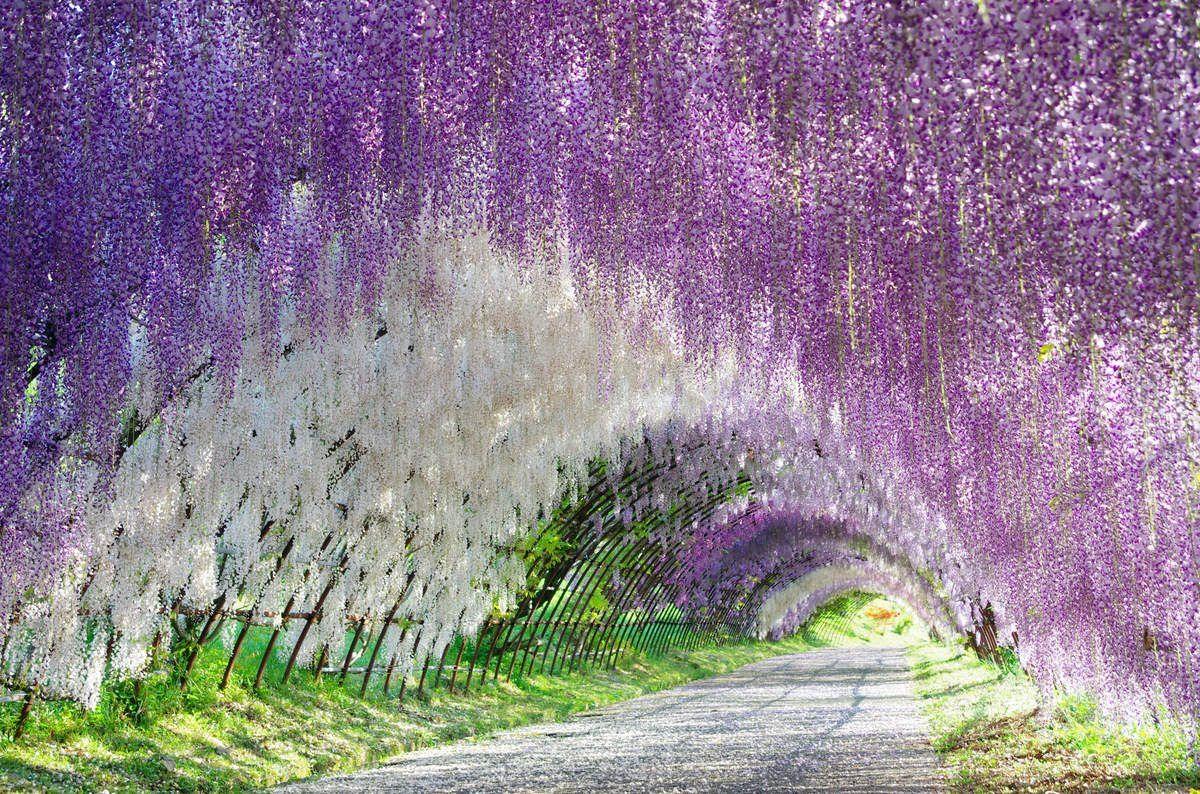 Wisteria Tree Wallpapers - Top Free Wisteria Tree Backgrounds ...