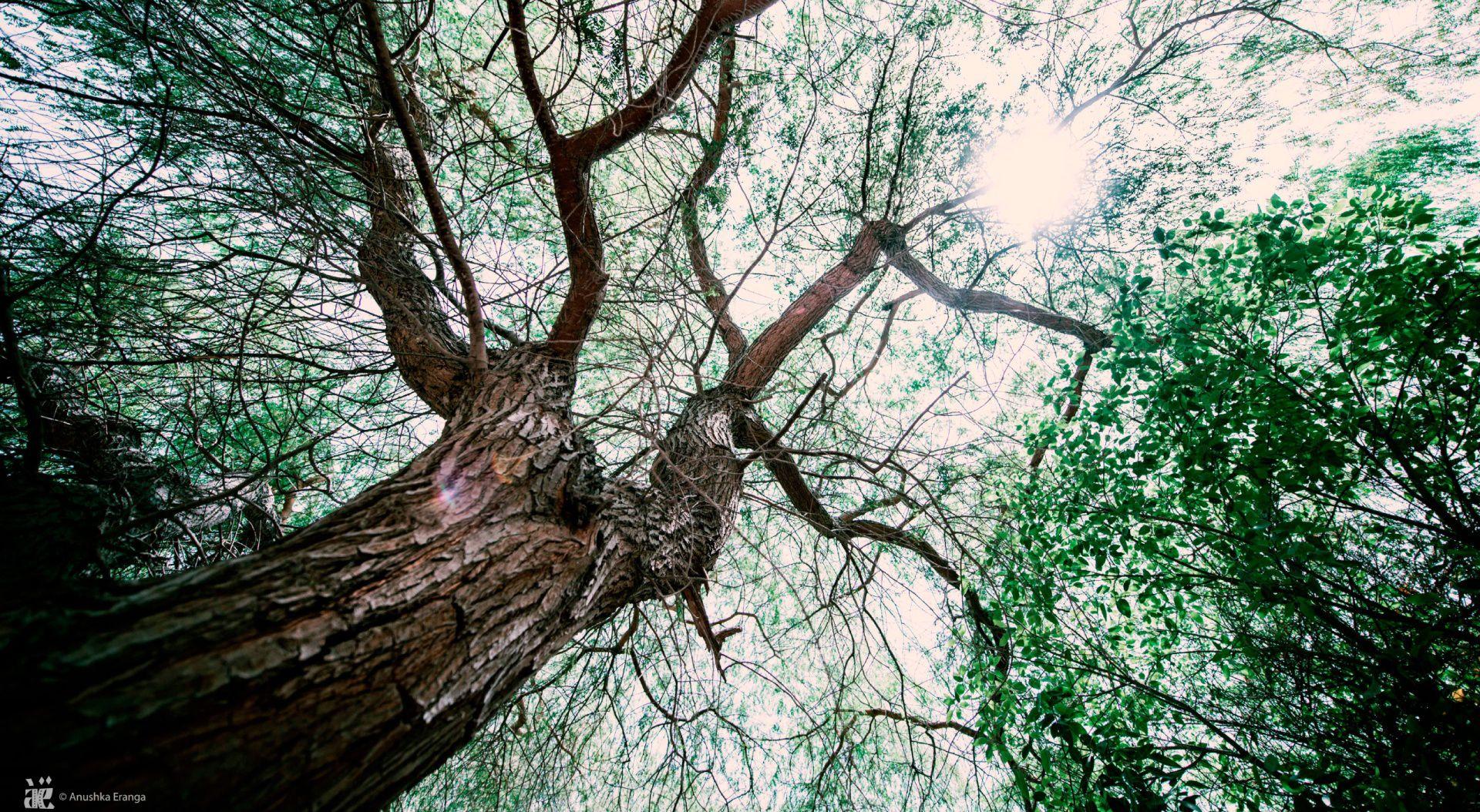 Big Tree Wallpapers - Top Free Big Tree Backgrounds - WallpaperAccess