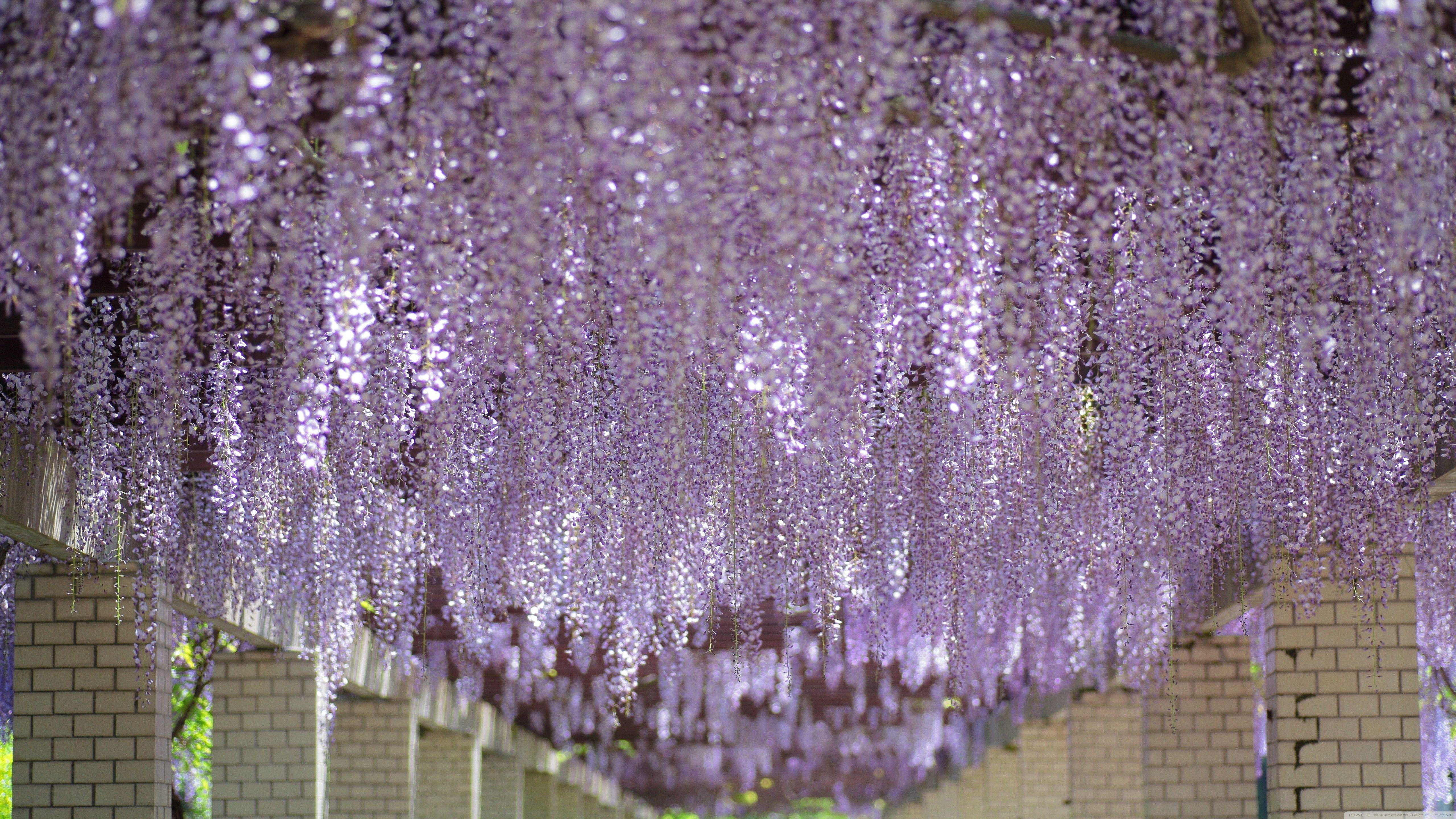 Wisteria Tree Wallpapers - Top Free Wisteria Tree Backgrounds ...
