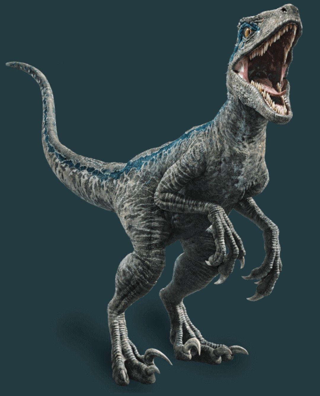 Velociraptor Blue Wallpapers - Top Free Velociraptor Blue Backgrounds ...