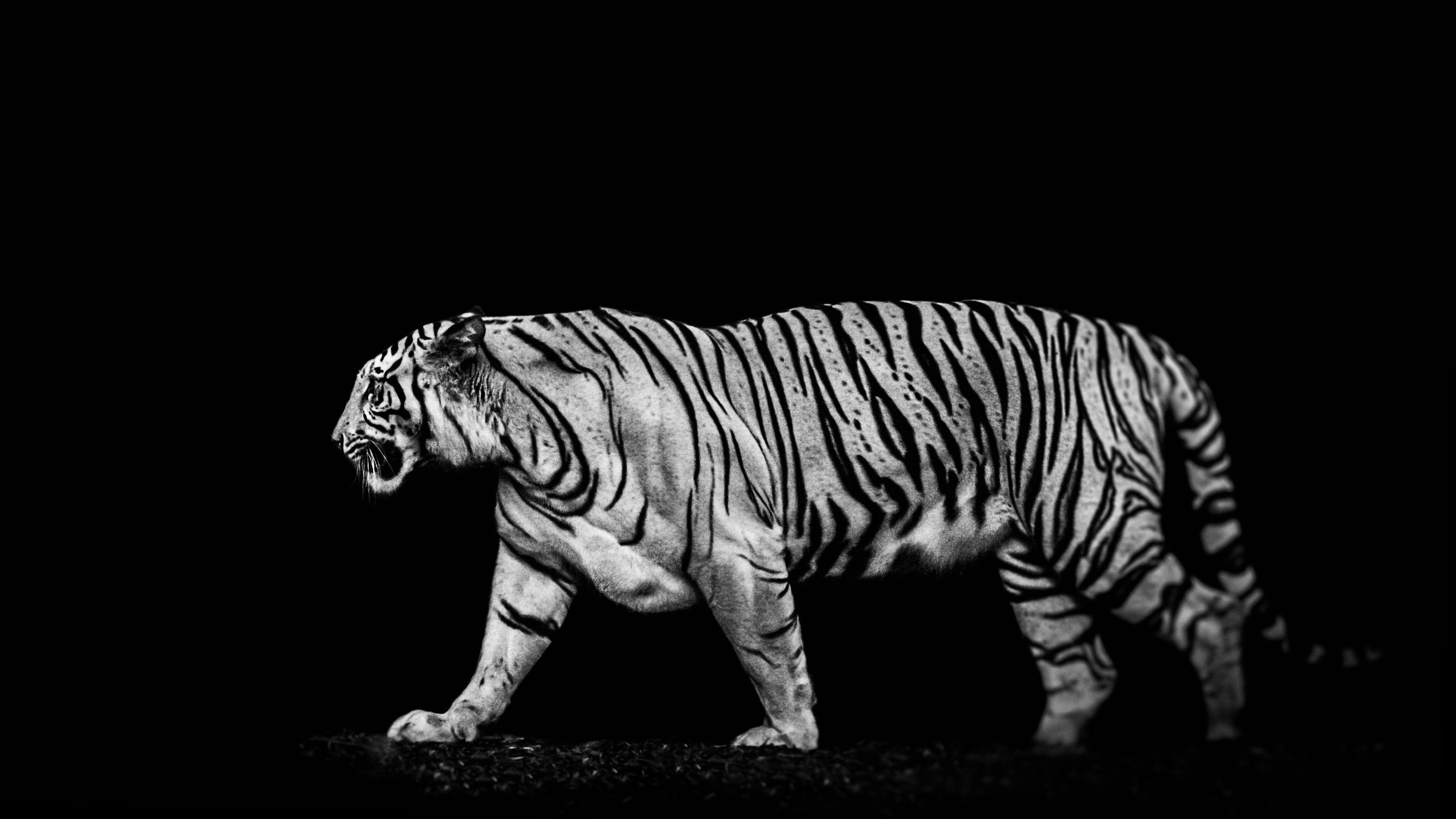 Dark Tiger Wallpapers - Top Free Dark Tiger Backgrounds - WallpaperAccess