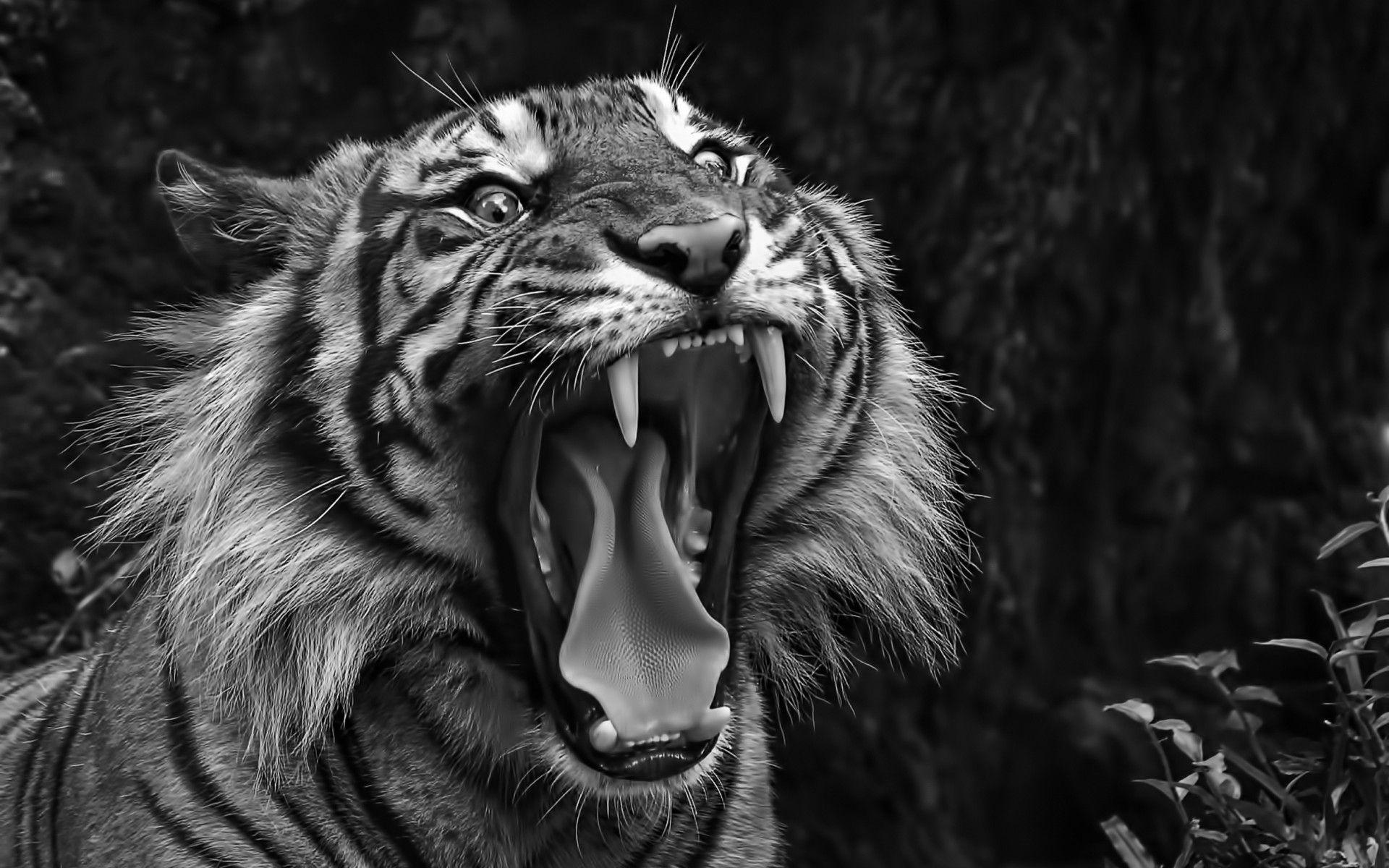 Dark Tiger Wallpapers - Top Free Dark Tiger Backgrounds - WallpaperAccess