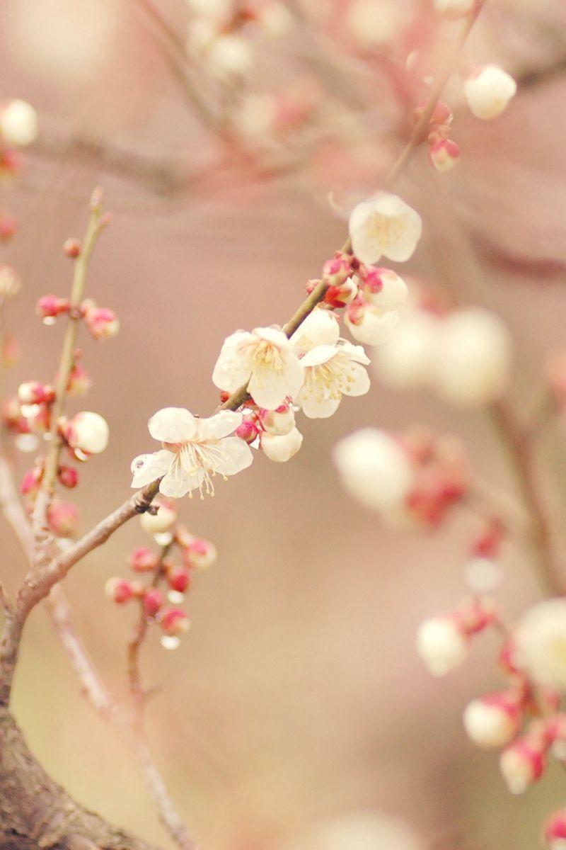 Peach Flowers Wallpapers - Top Free Peach Flowers Backgrounds ...