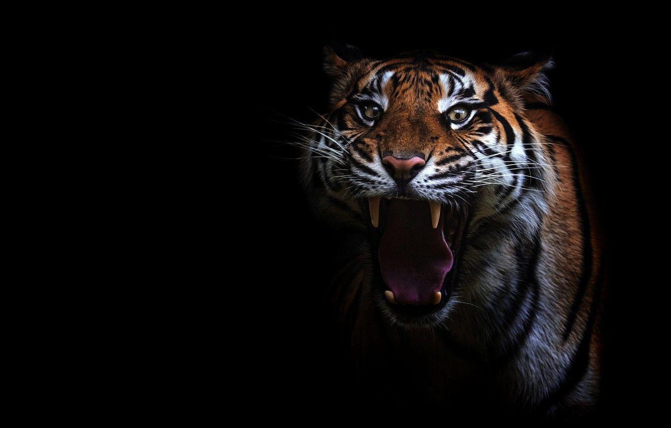 Angry Tiger Eyes Wallpapers - Top Free Angry Tiger Eyes Backgrounds ...