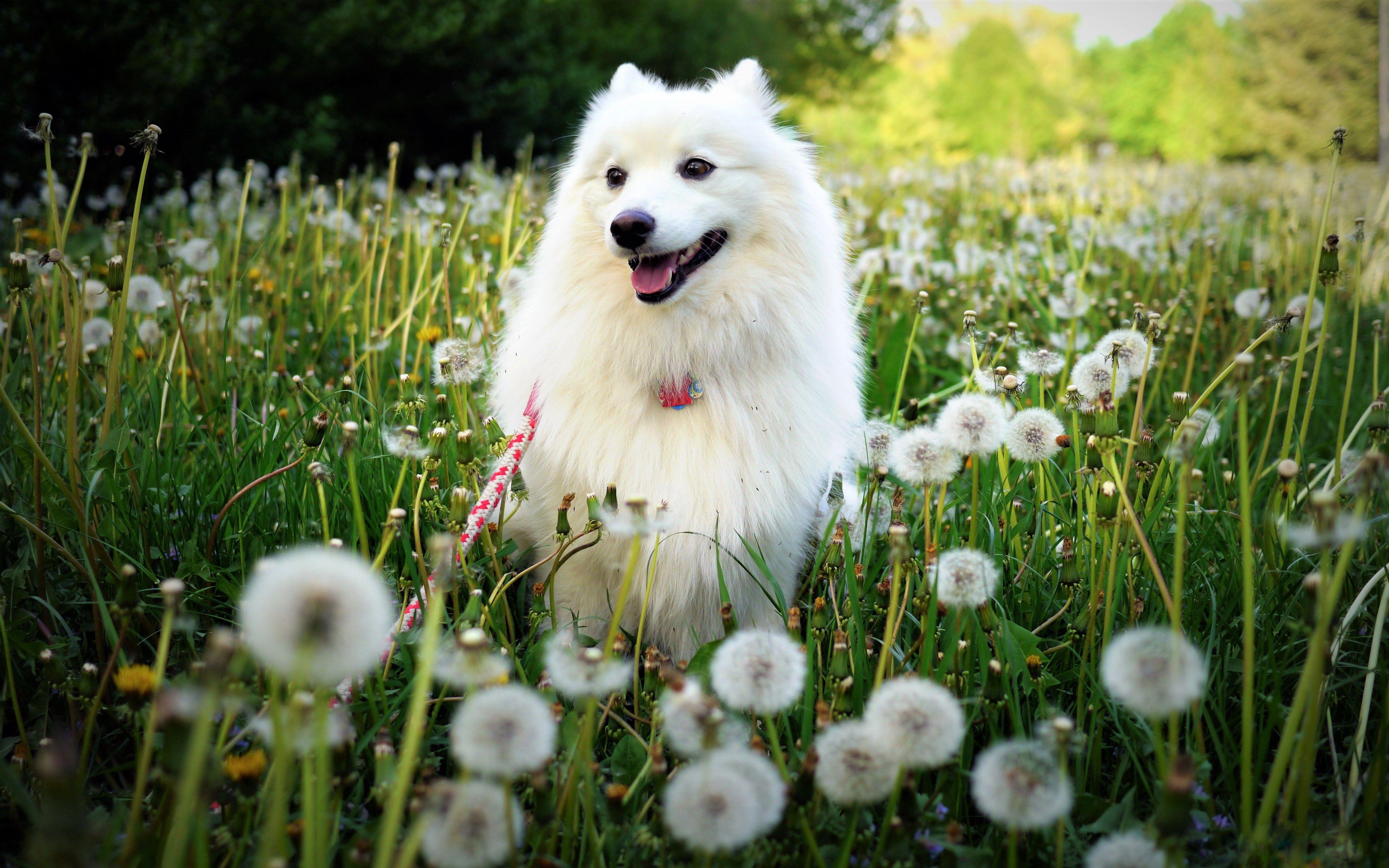 Japanese Spitz Wallpapers - Top Free Japanese Spitz Backgrounds ...
