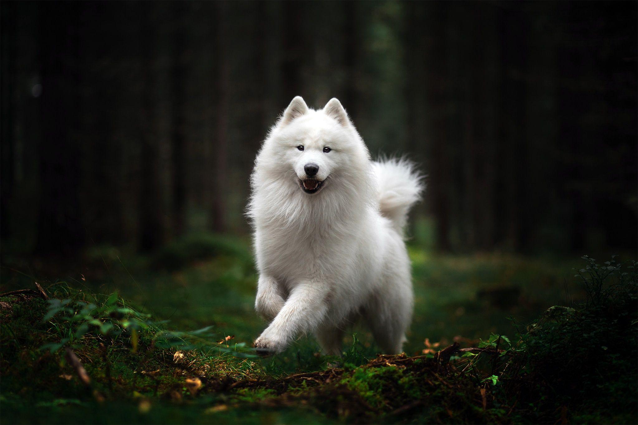 Japanese Spitz Wallpapers - Top Free Japanese Spitz Backgrounds ...