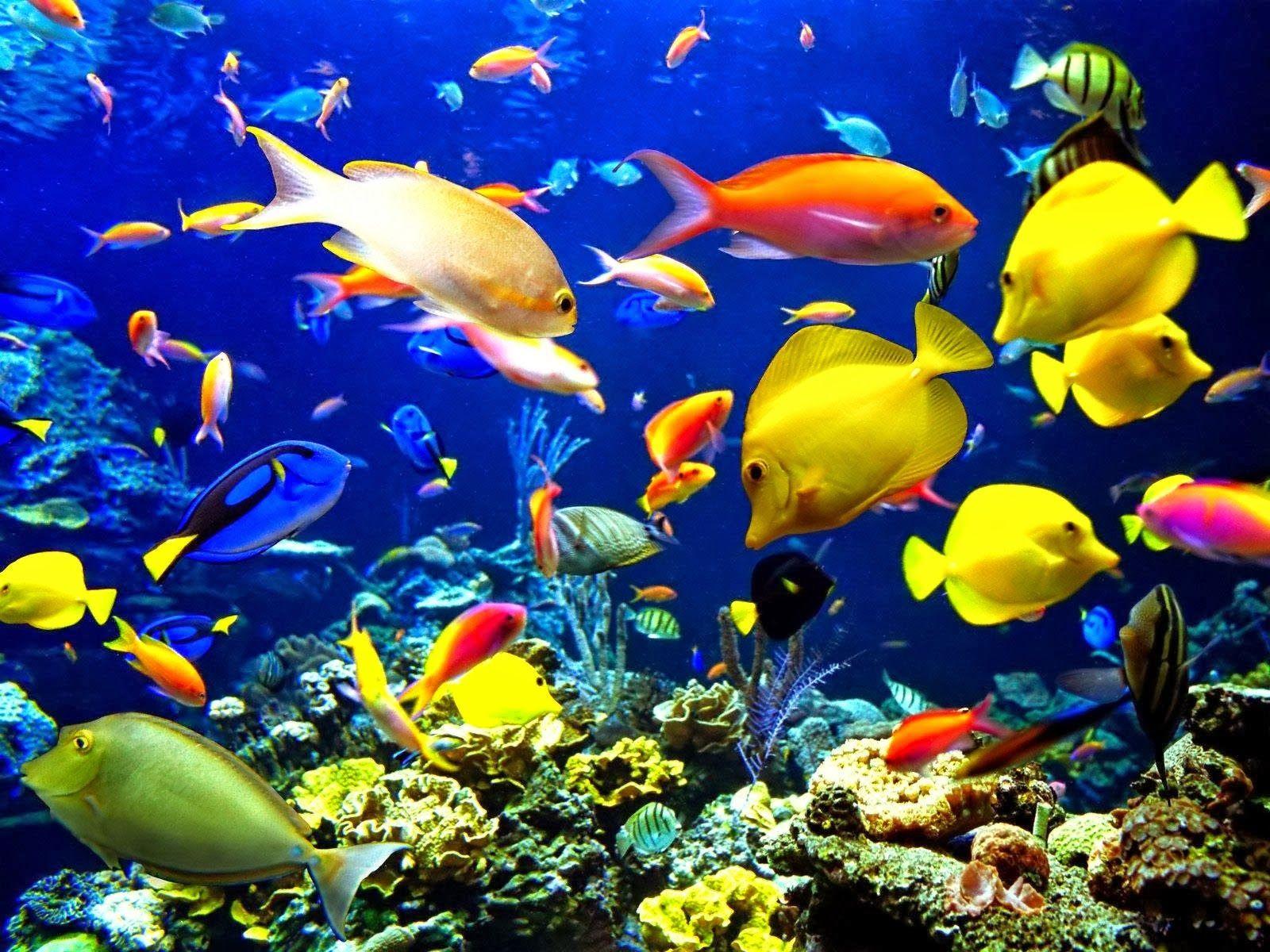 Cartoon Fish Wallpapers - Top Free Cartoon Fish Backgrounds ...