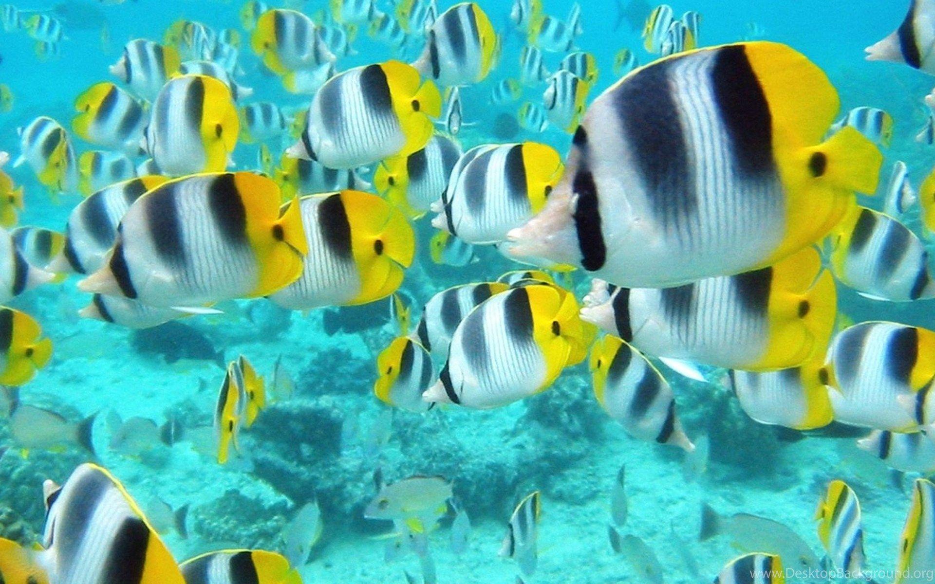 Cartoon Fish Wallpapers - Top Free Cartoon Fish Backgrounds ...