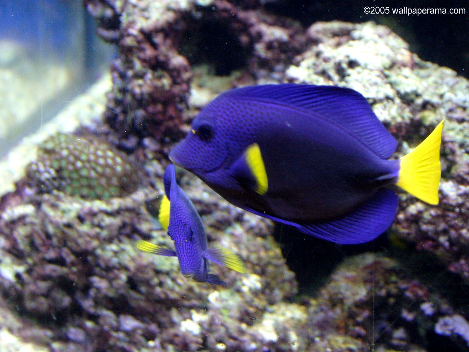 Blue Fish Wallpapers - Top Free Blue Fish Backgrounds - WallpaperAccess