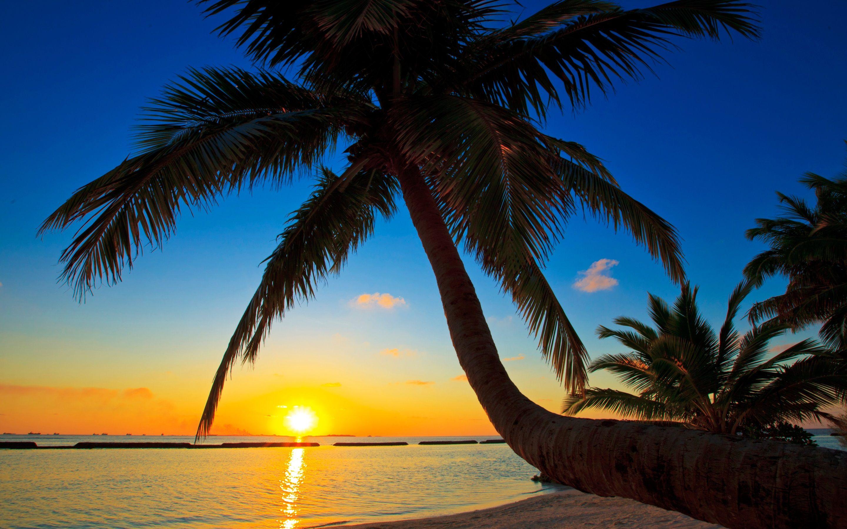 Ocean Palm Tree Wallpapers - Top Free Ocean Palm Tree Backgrounds ...