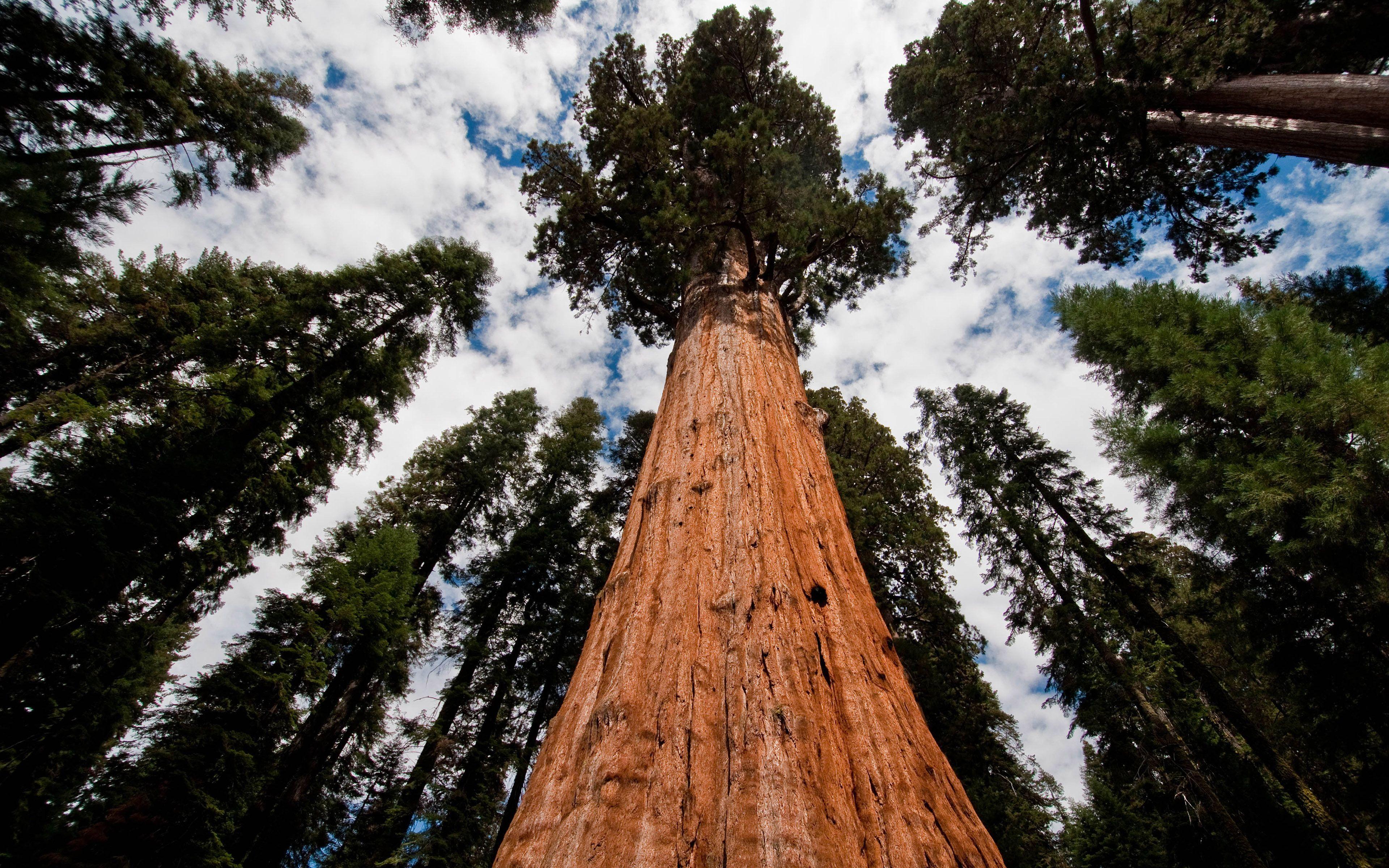 Sequoia National Park Wallpapers - Top Free Sequoia National Park ...